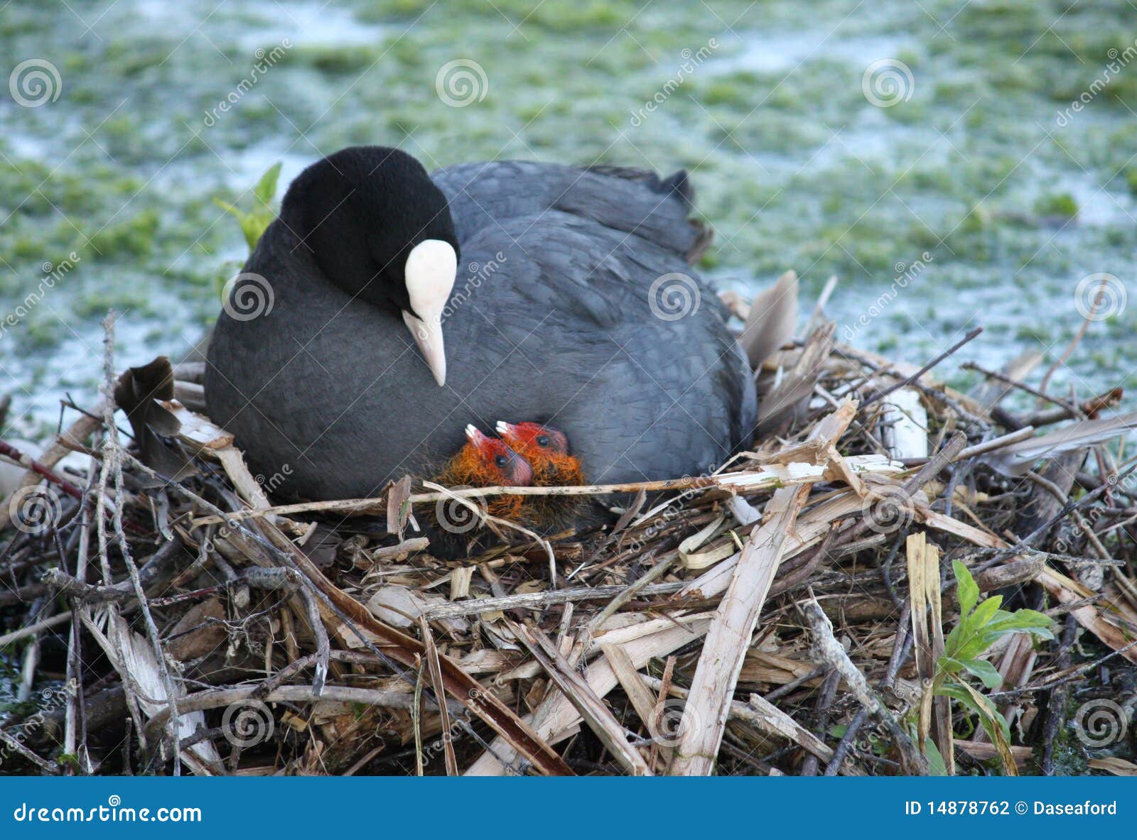 Coot with Chicks stock photo. Image of beak, chicks, nest - 14878762
