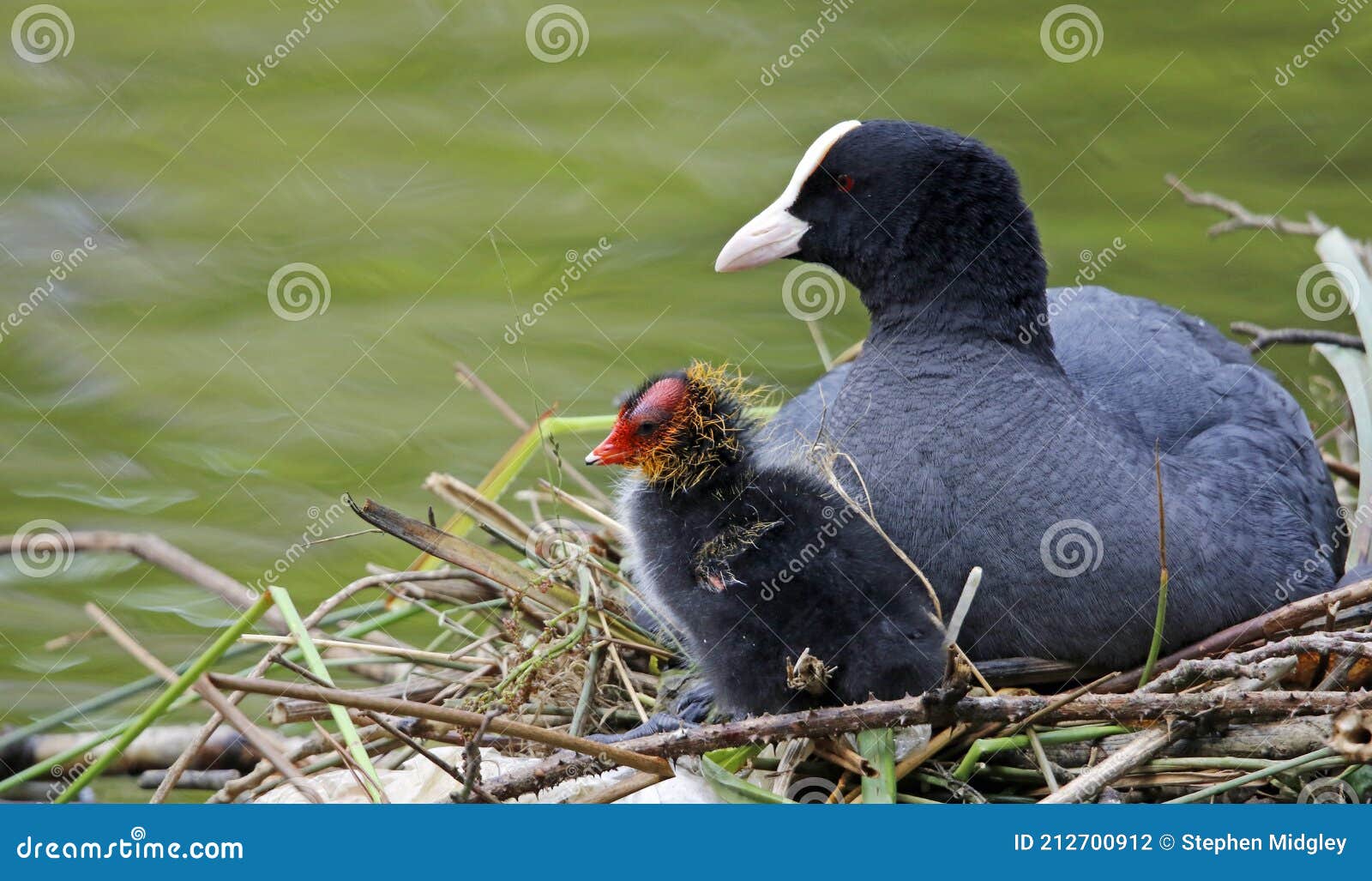 Coot and Chicks on Their Nest Stock Photo - Image of diving, fishing ...