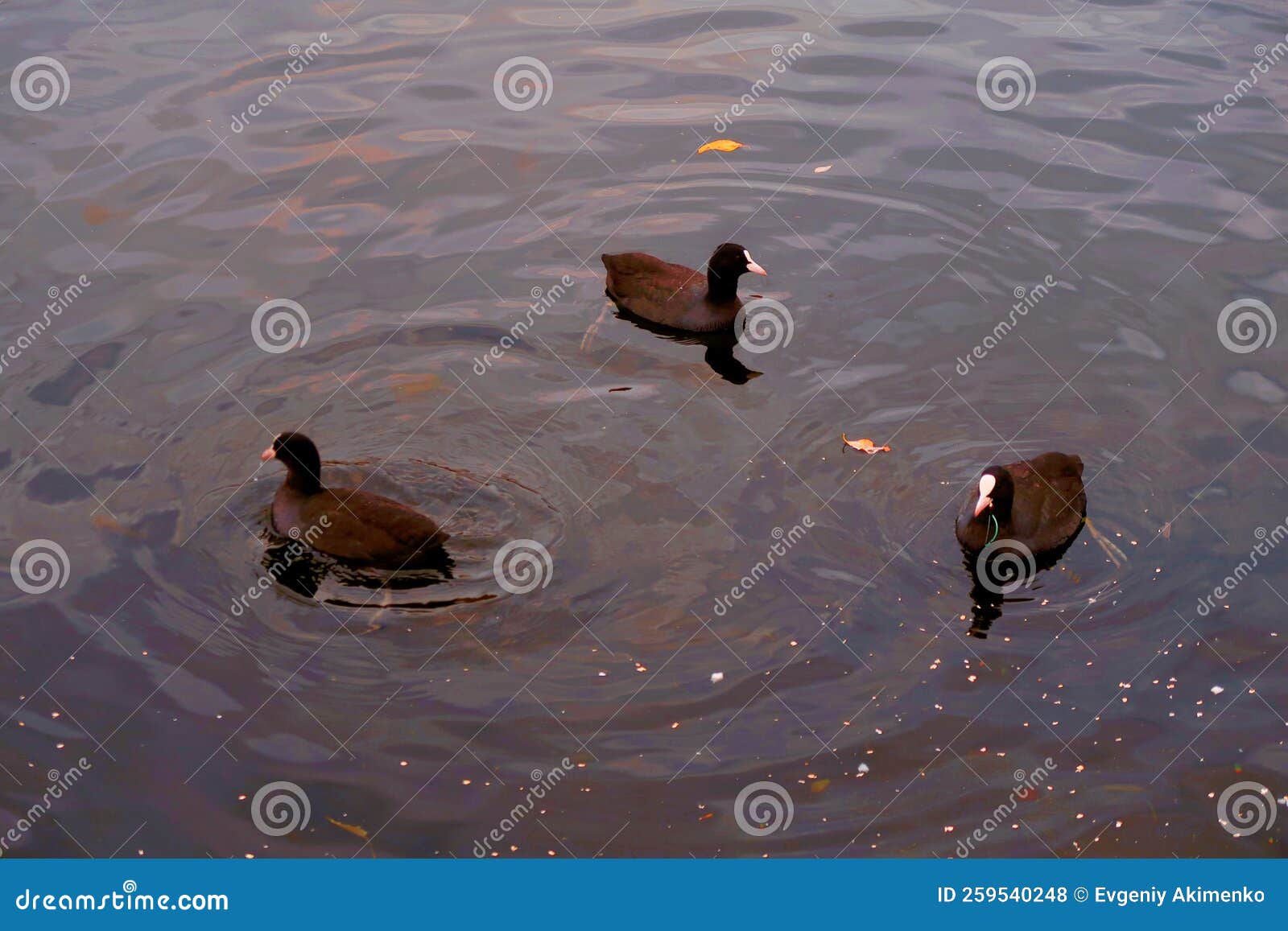 Coot Ducks, a Small Waterfowl of the Shepherd Family Stock Photo ...