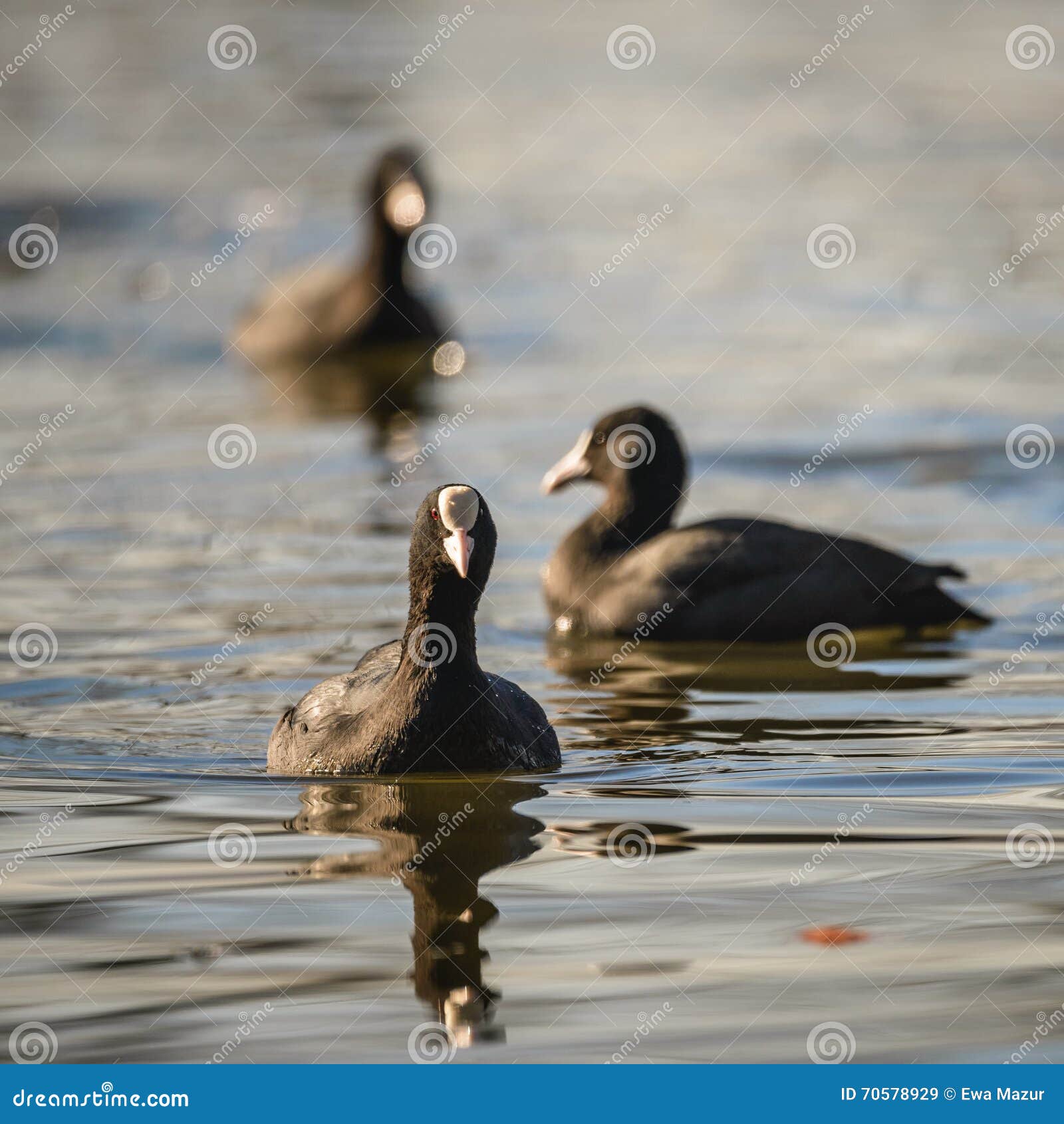 Coot stock image. Image of wildlife, animals, parks, summer - 70578929