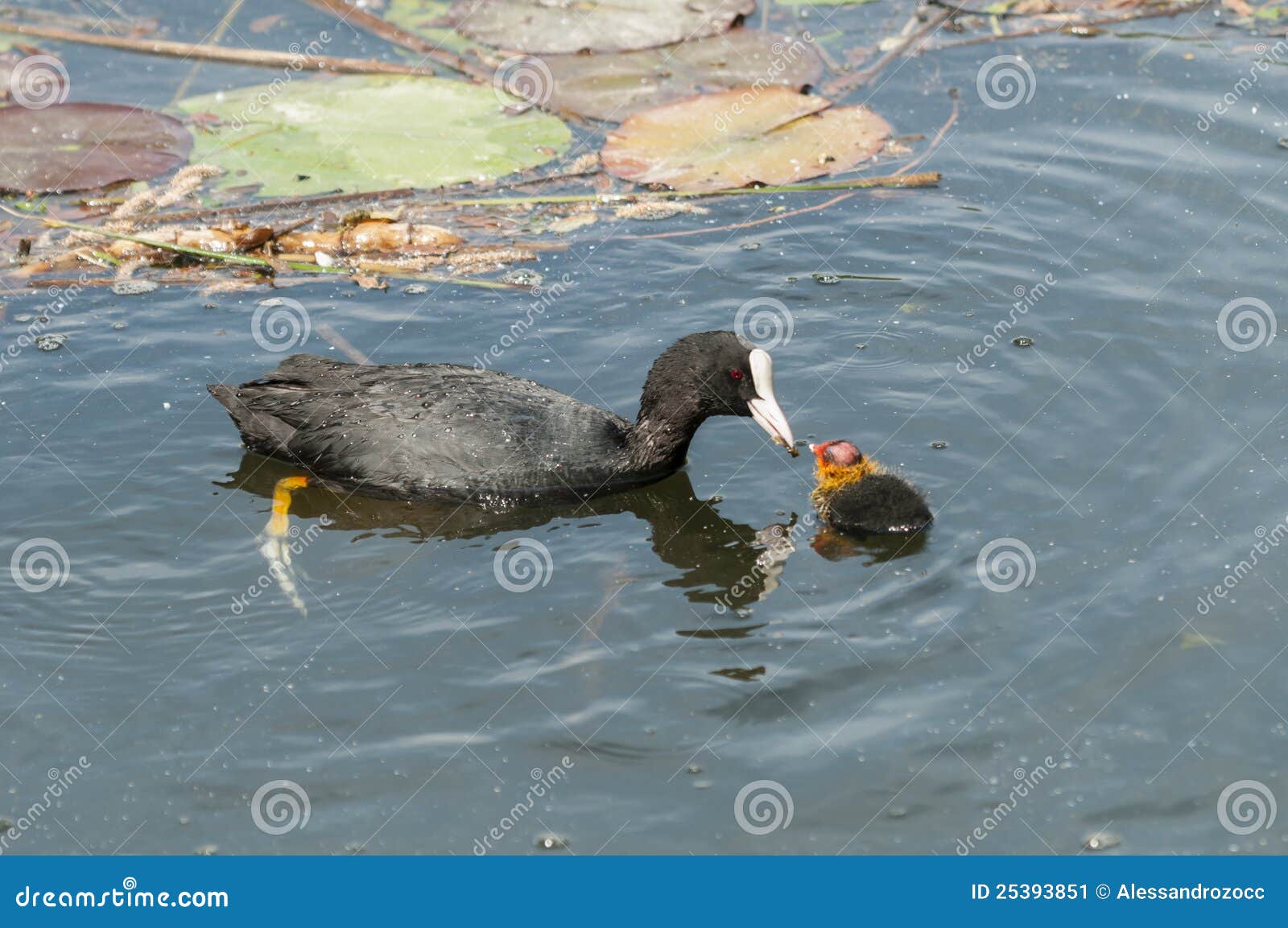 Coot family on a pond stock image. Image of fulica, fledgling - 25393851