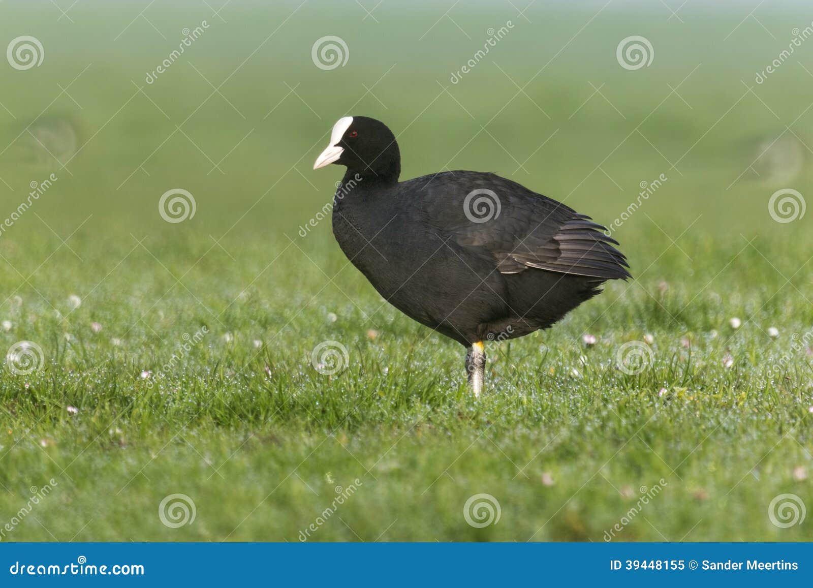Coot stock image. Image of bird, detail, meadow, season - 39448155