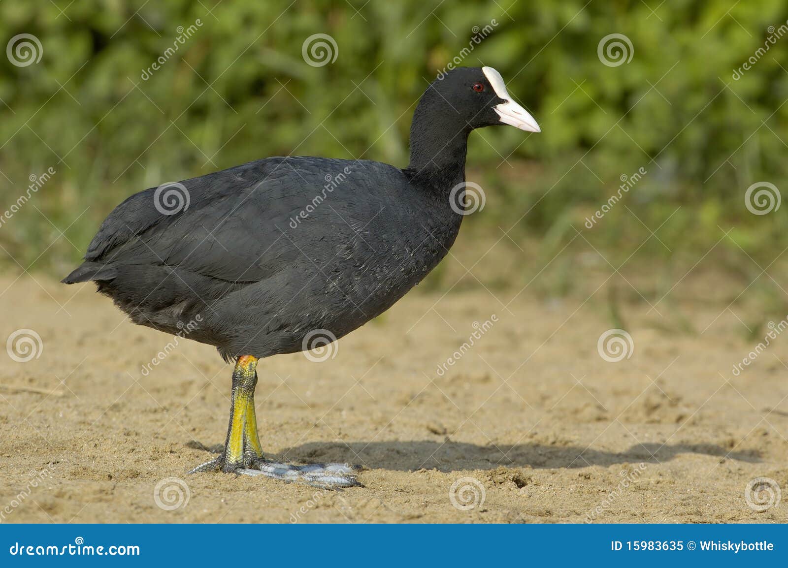 Coot - Fulica atra stock image. Image of britain, nature - 15983635