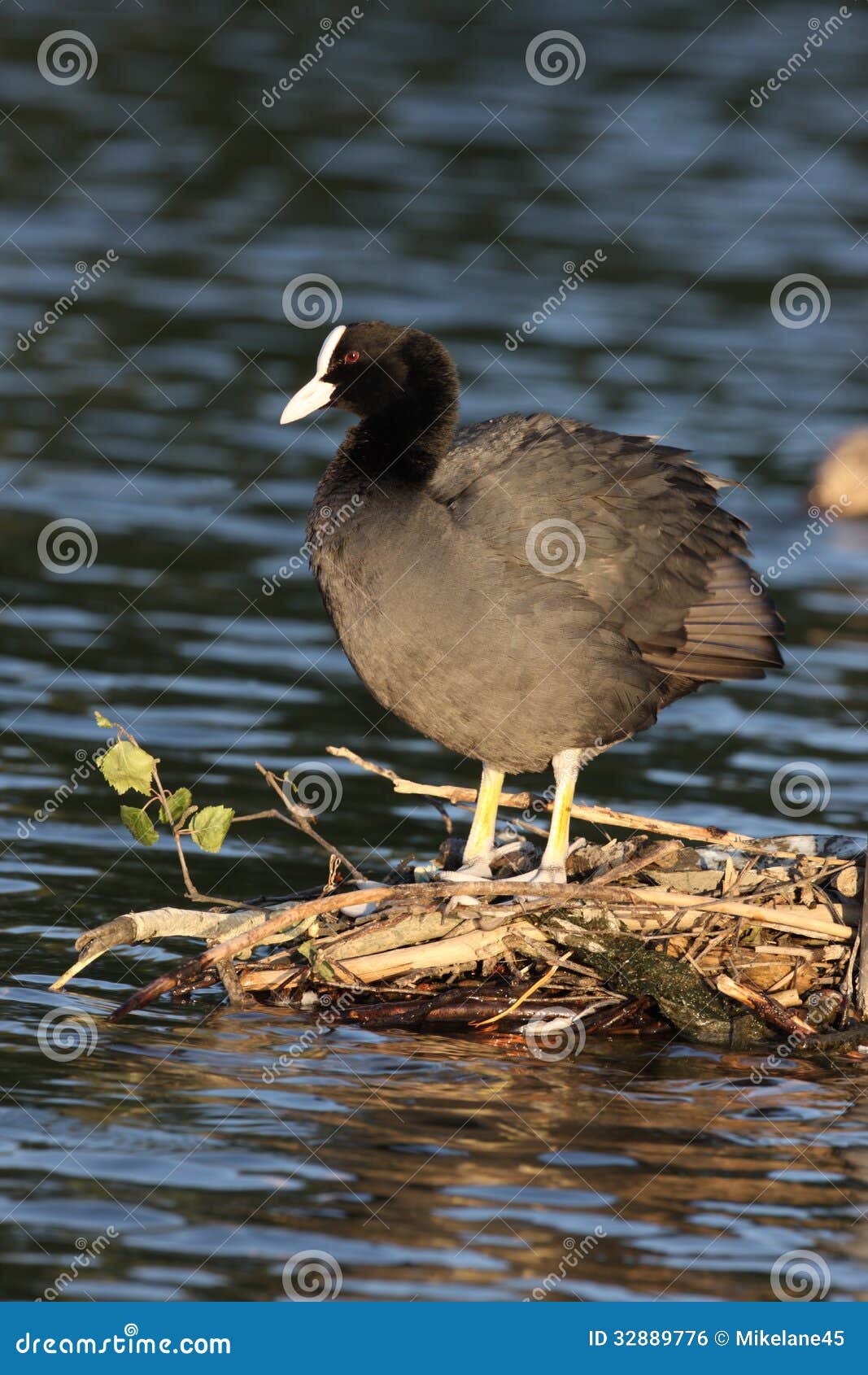 Coot, Fulica atra stock photo. Image of river, britain - 32889776