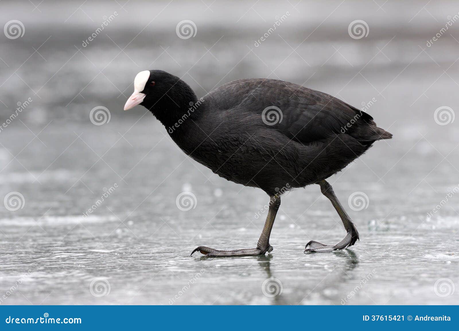 Coot on ice. stock image. Image of grey, colors, coot - 37615421