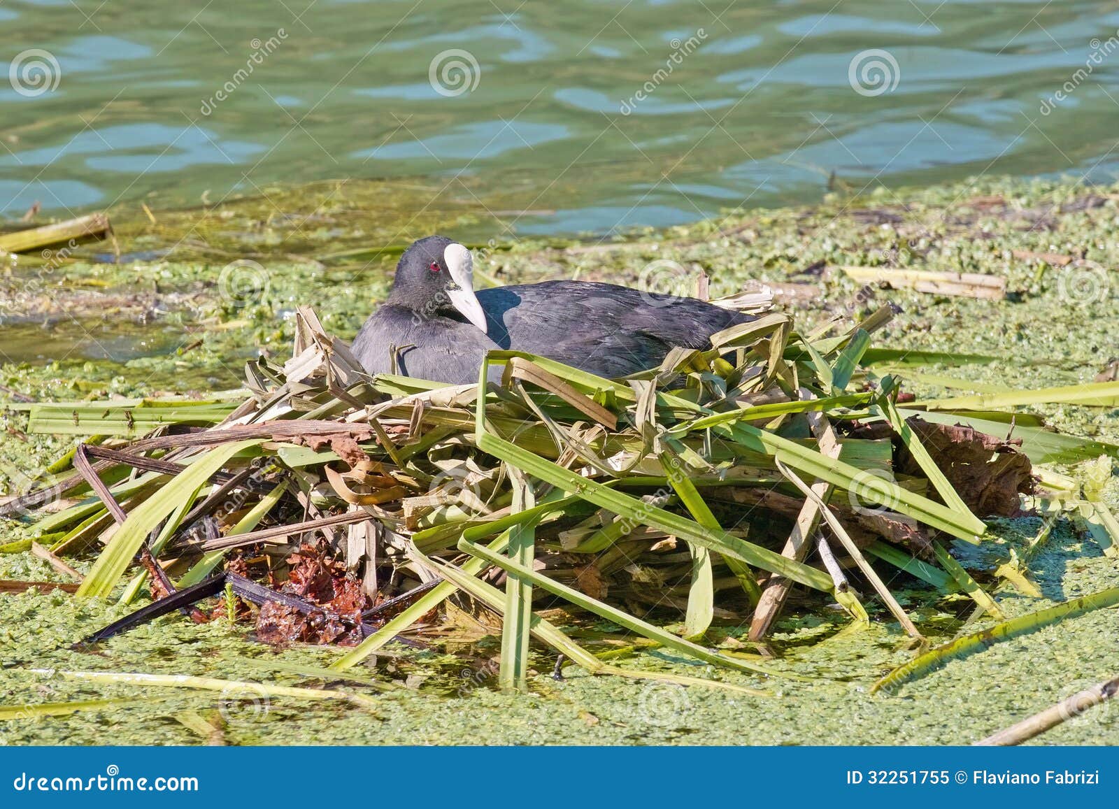 Coot in its nest stock image. Image of hatching, vegetation - 32251755
