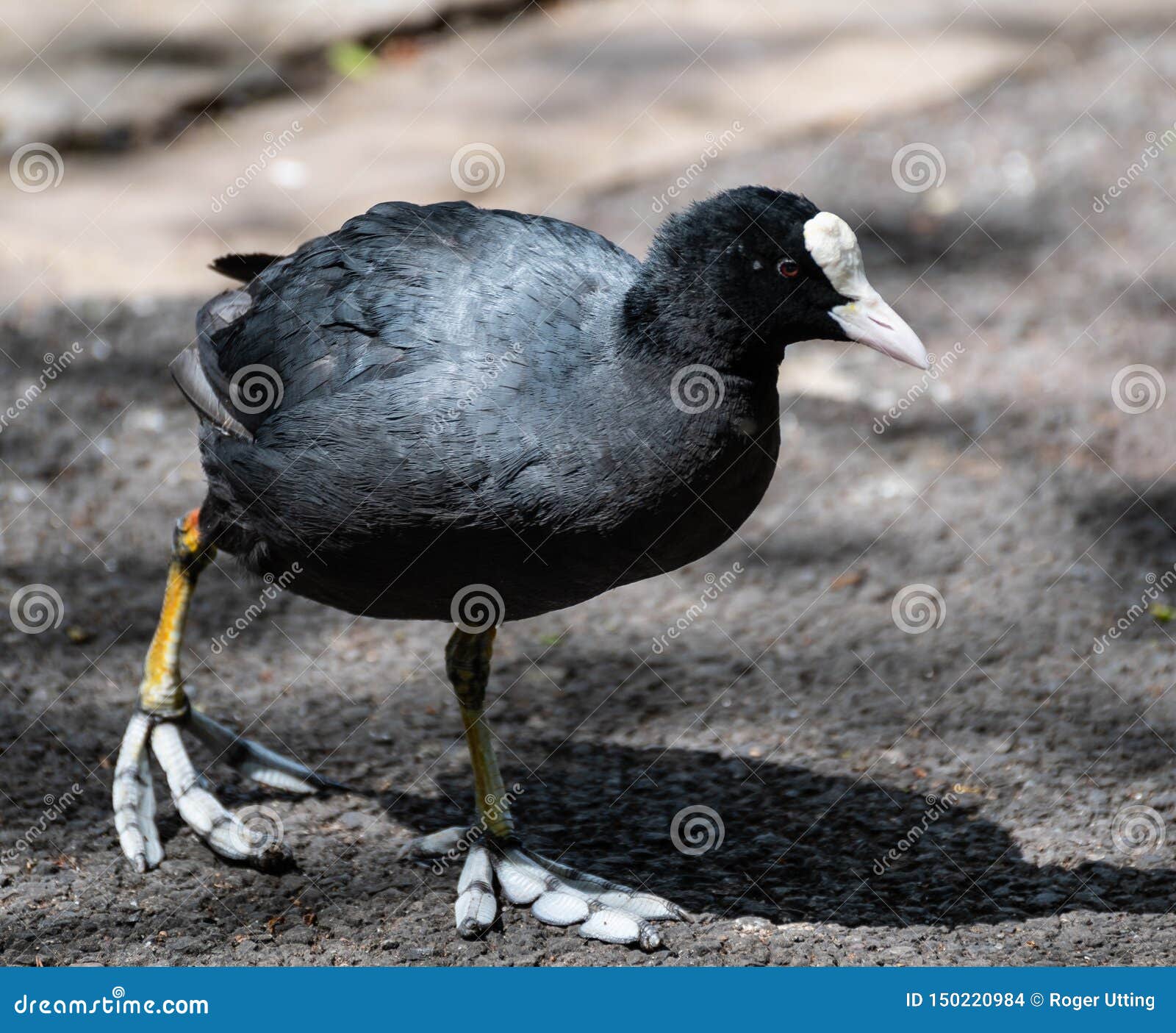 Coot on the move stock photo. Image of walking, bird - 150220984