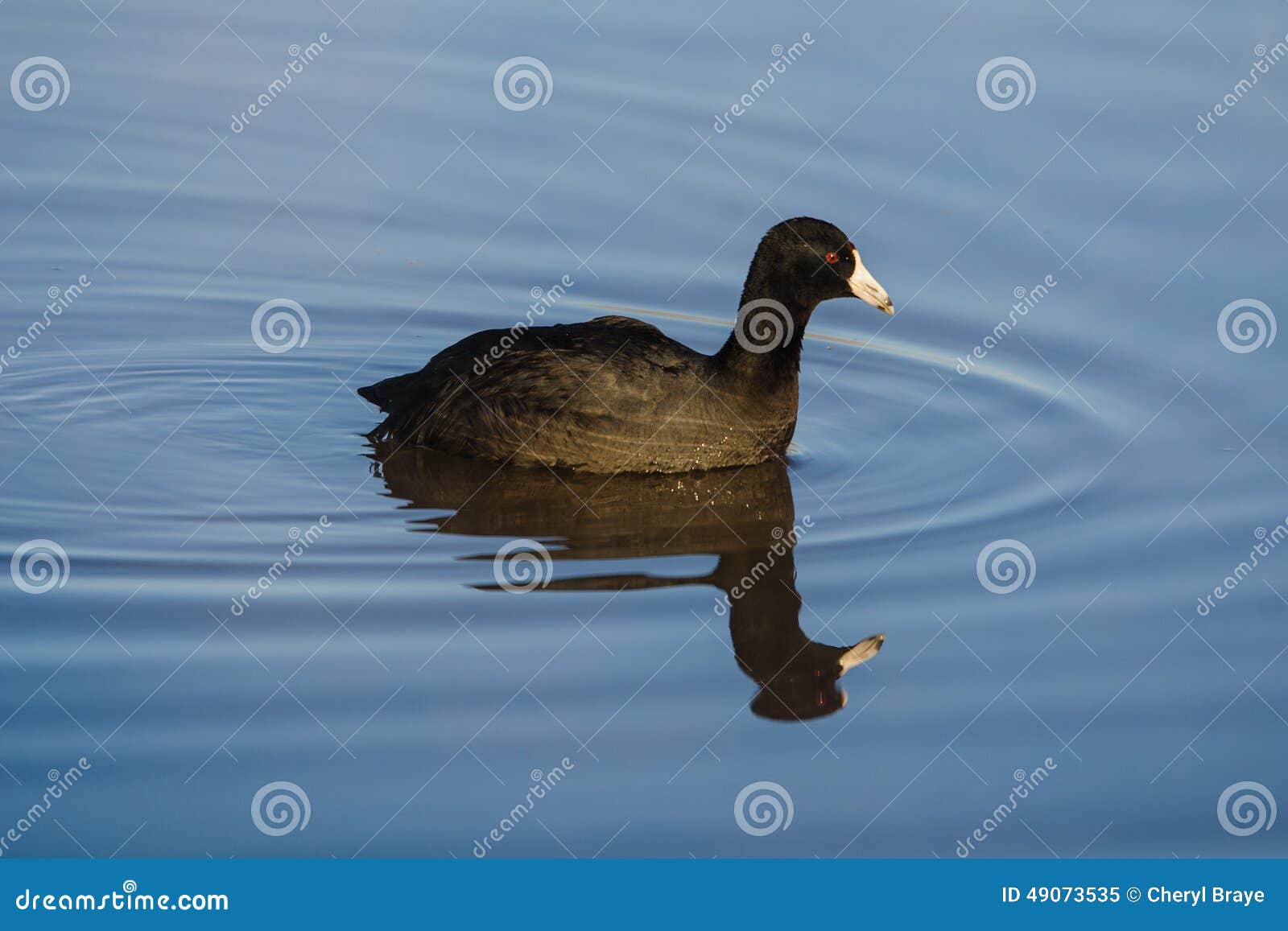Coot or Mud Hen stock image. Image of bird, coot, wildlife - 49073535