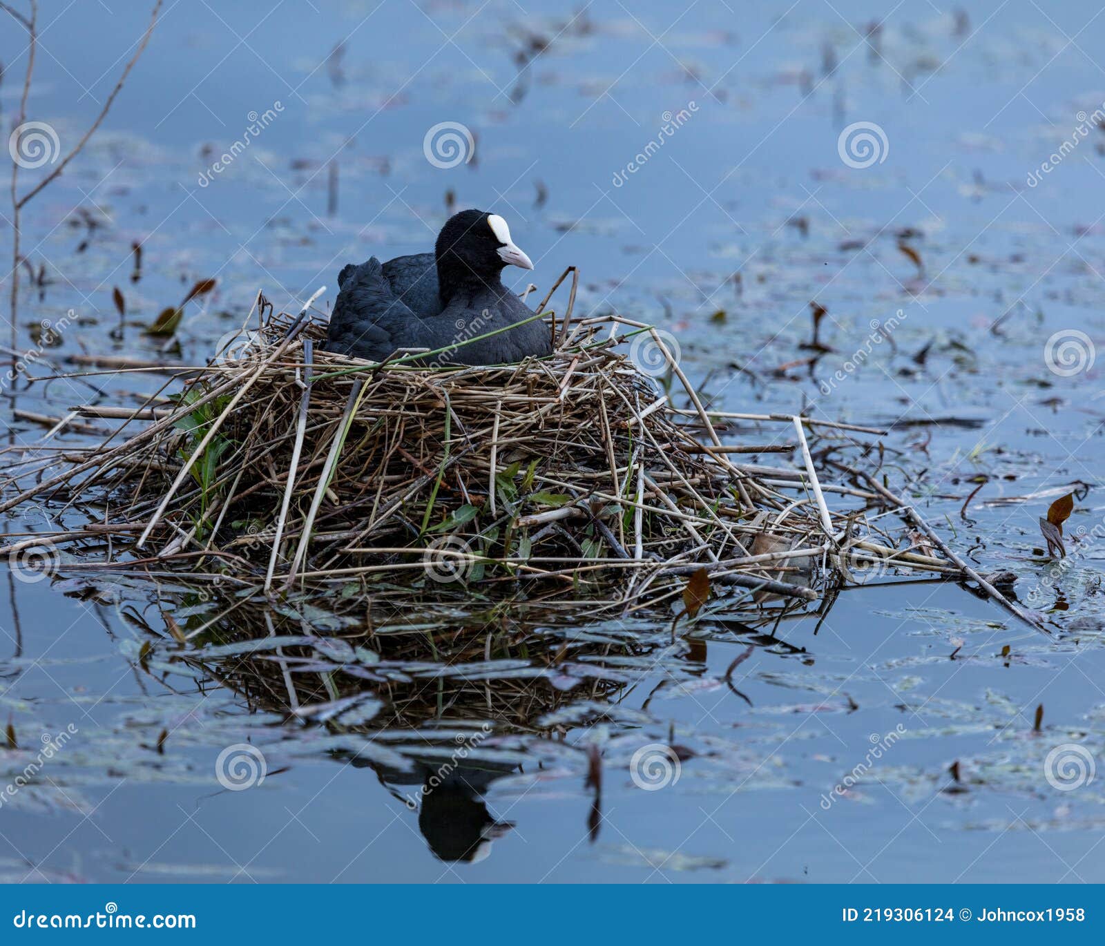 Coot sitting on a nest. stock photo. Image of coot, feathers - 219306124