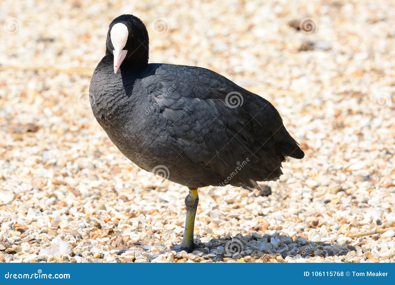 Coot standing on one leg stock photo. Image of plumage - 106115768