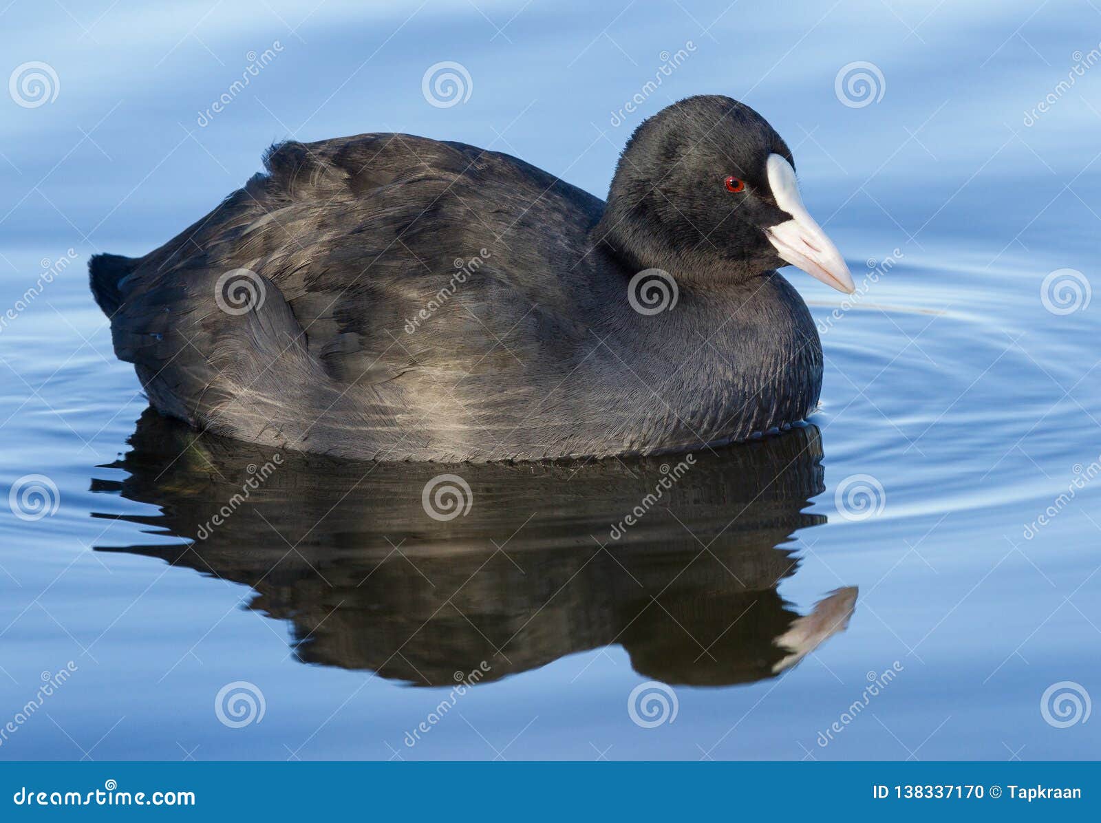 A Coot Swimming on the Water Stock Photo - Image of wild, life: 138337170