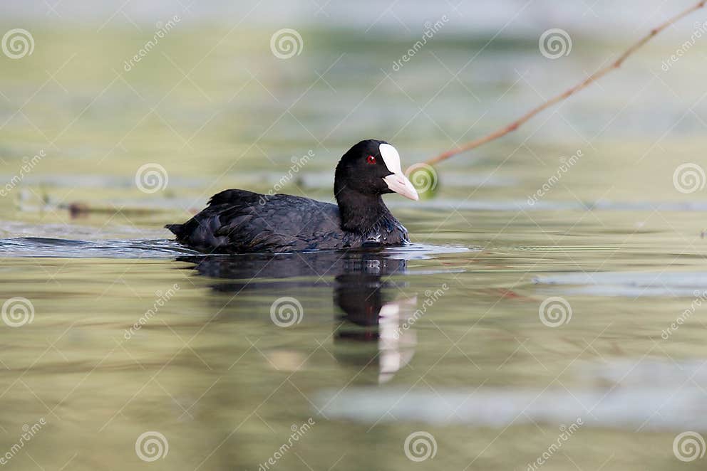 Coot in the water stock photo. Image of rail, dark, creek - 149558