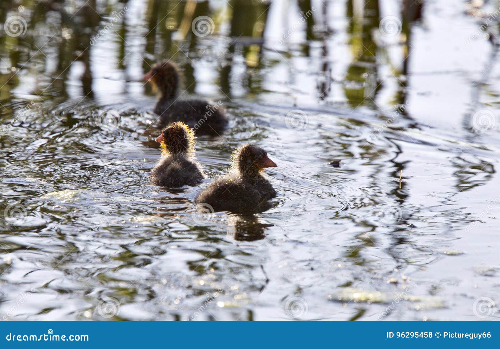 Coot Waterhen Babies stock photo. Image of nest, wildfowl - 96295458