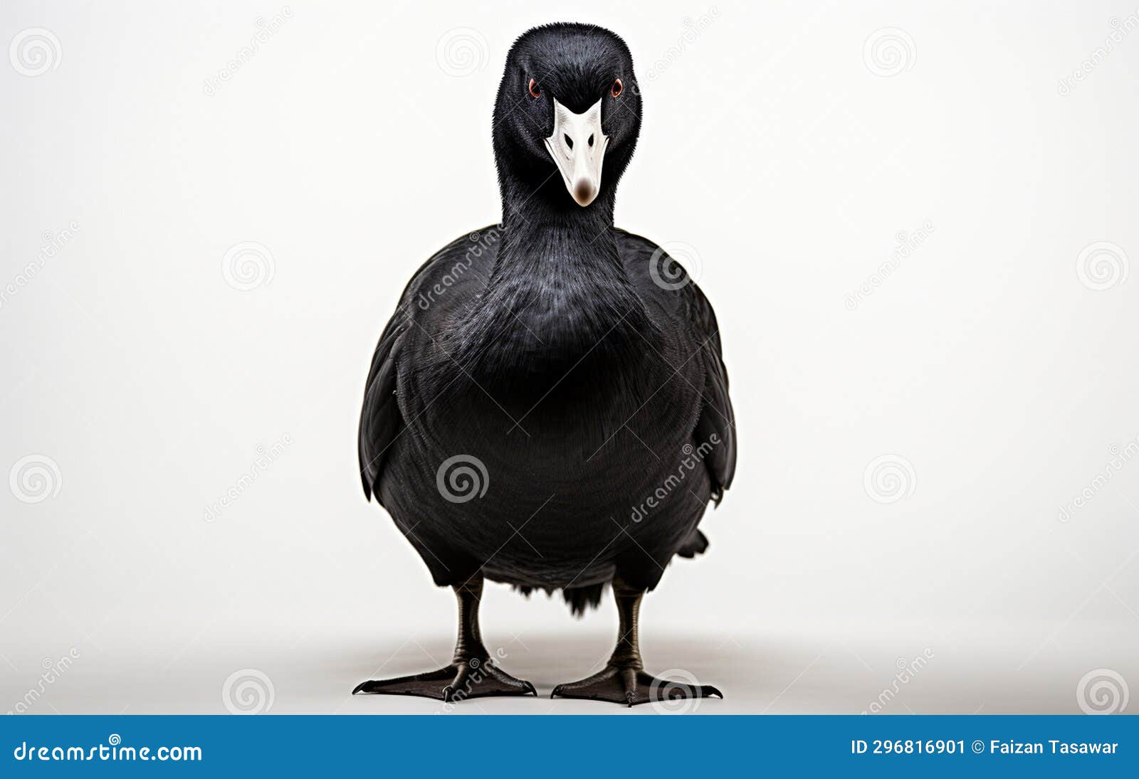 Coot on White Background -Generative Ai Stock Illustration ...