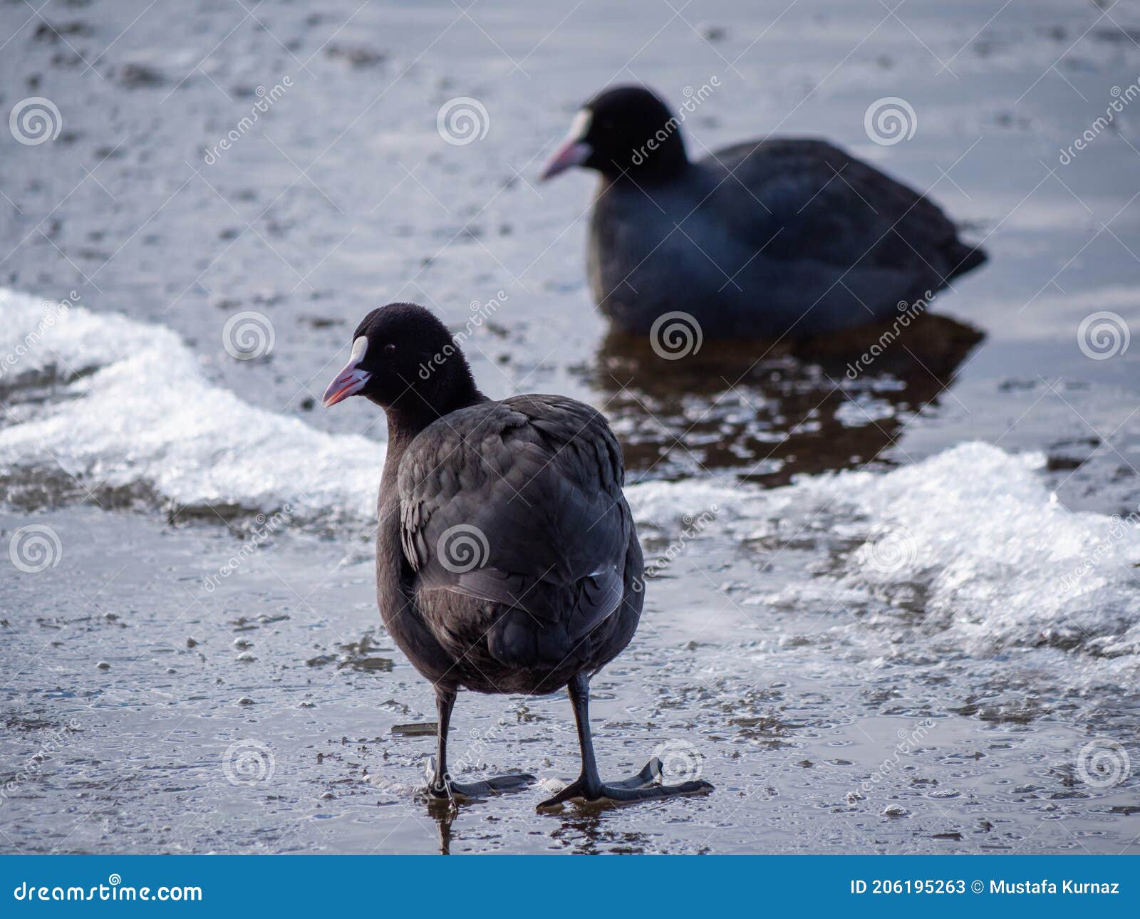 Coot in winter stock image. Image of bird, coot, seagull - 206195263