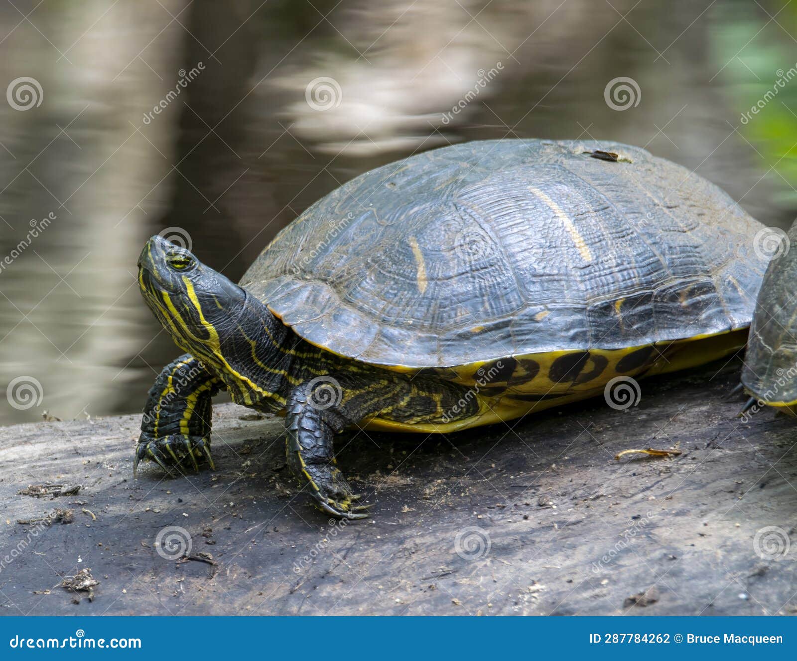 Turtle on log stock photo. Image of wildlife, closeup - 287784262