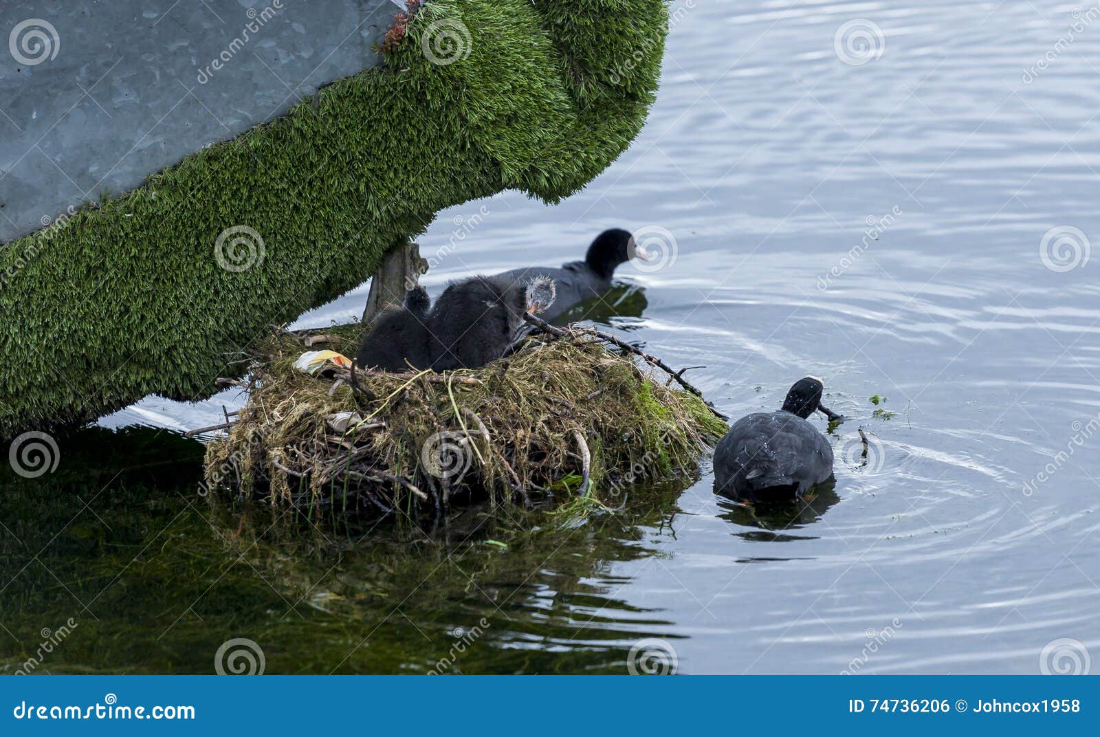 Coots Nest with Two Chicks. Stock Photo - Image of waterfowl, wild ...