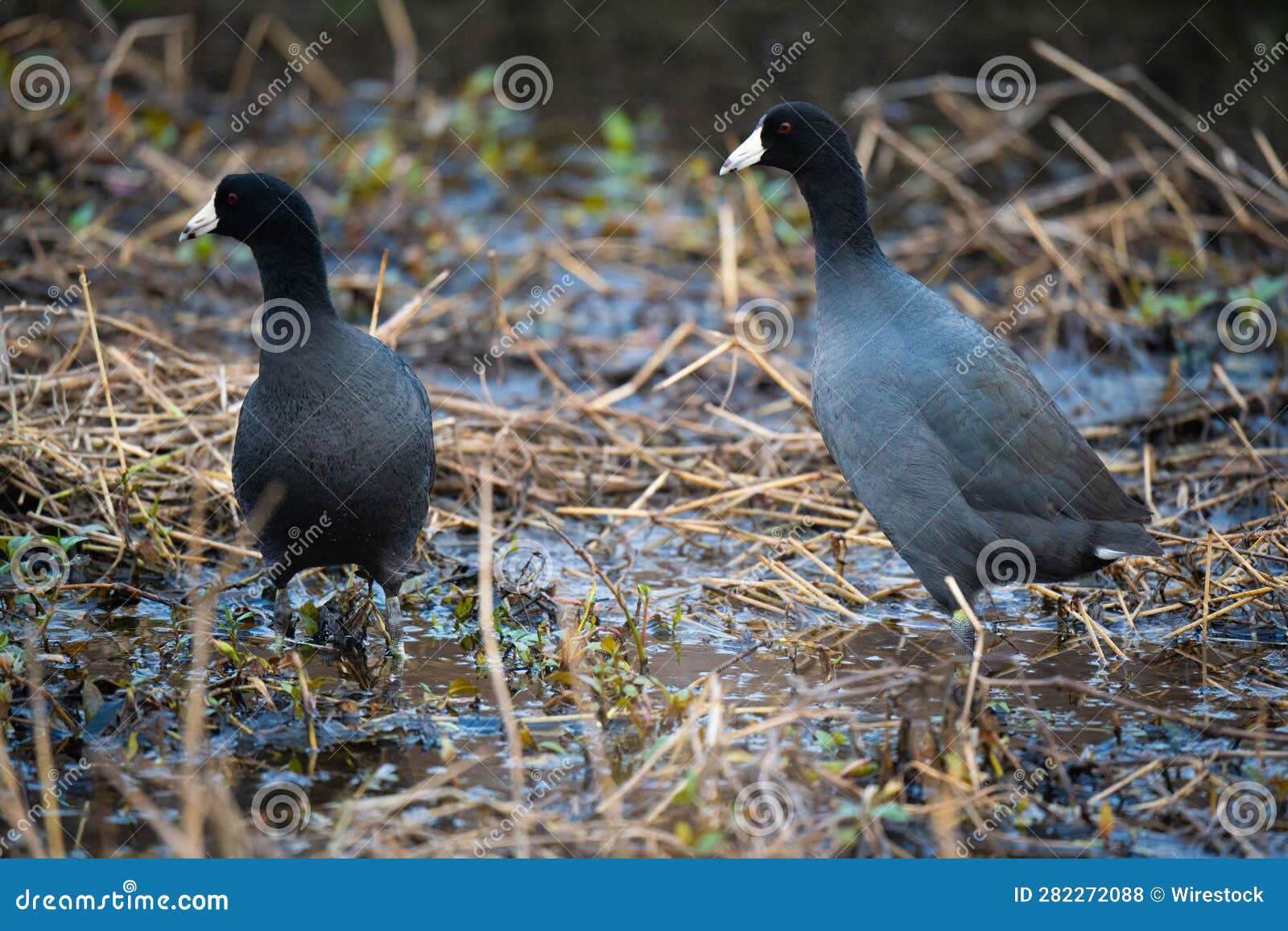 Coots Standing Against the Tree Branches Stock Photo - Image of animal ...