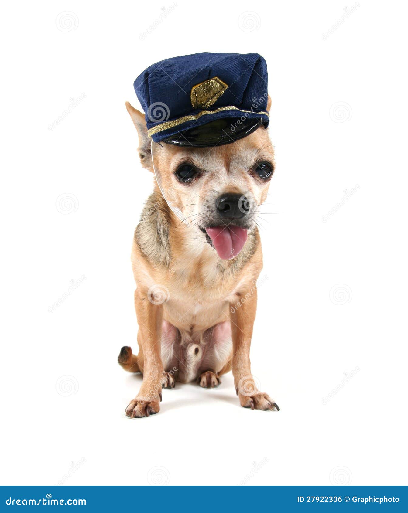 Cop dog stock photo. Image of tiny, mutt, badge, animal - 27922306