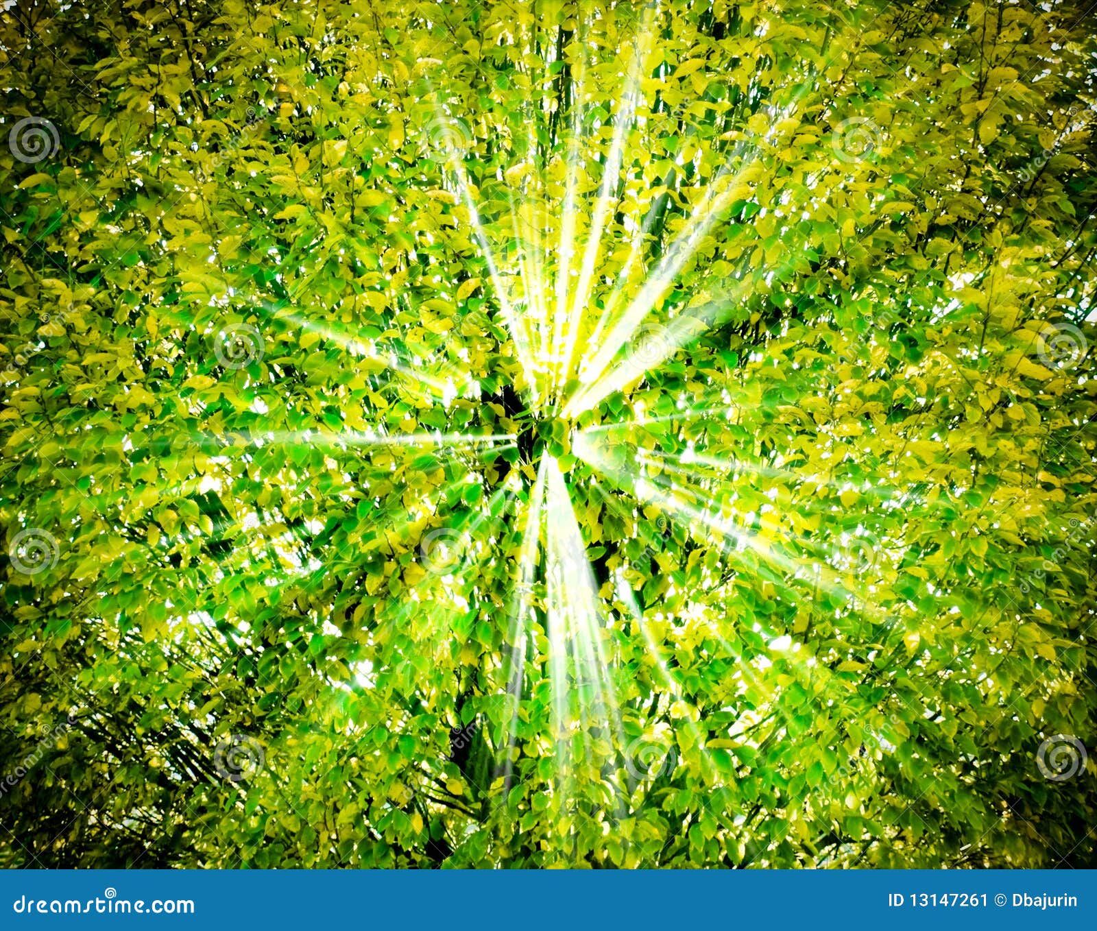 Copa de árbol imagen de archivo. Imagen de rayo, ramificaciones - 13147261