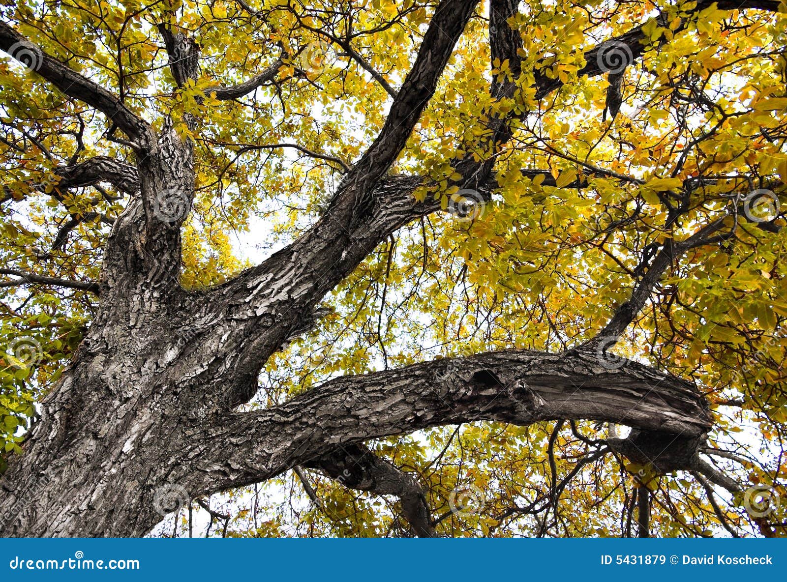 Copa de árbol imagen de archivo. Imagen de complejidad - 5431879