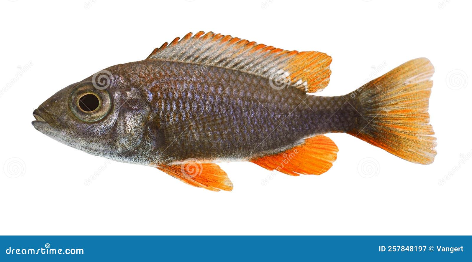 Copadichromis Borleyi Kadango Malawi on White Background Stock Image ...