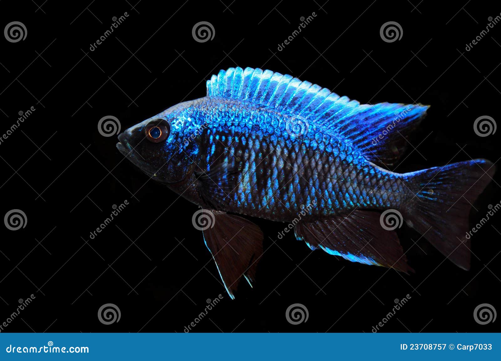 Copadichromis trewavasae stock image. Image of fish, fishes - 23708757