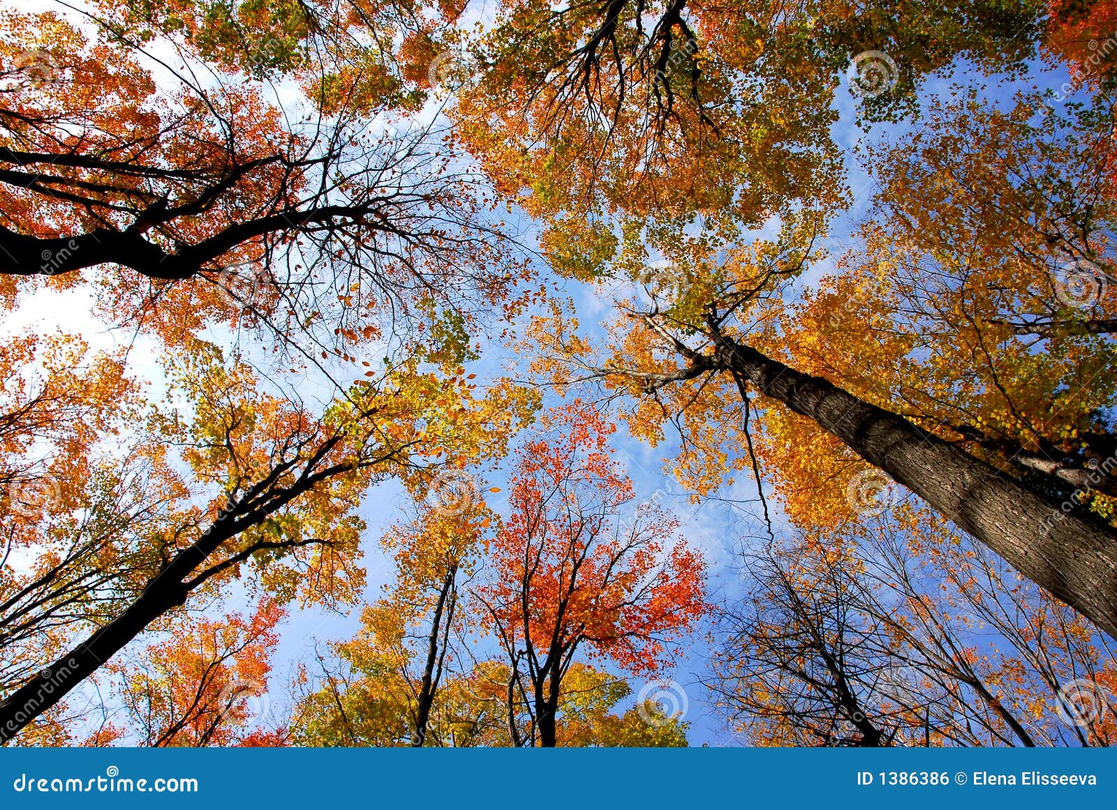 Copas de árvore foto de stock. Imagem de cenas, filial - 1386386