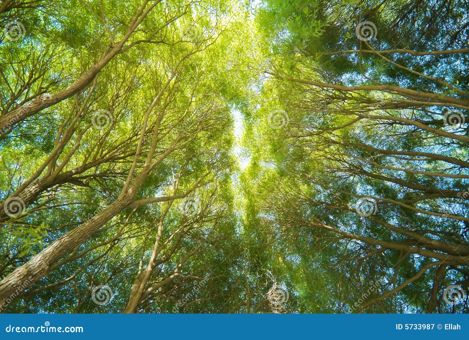 Copas de árvore imagem de stock. Imagem de madeiras, nave - 5733987