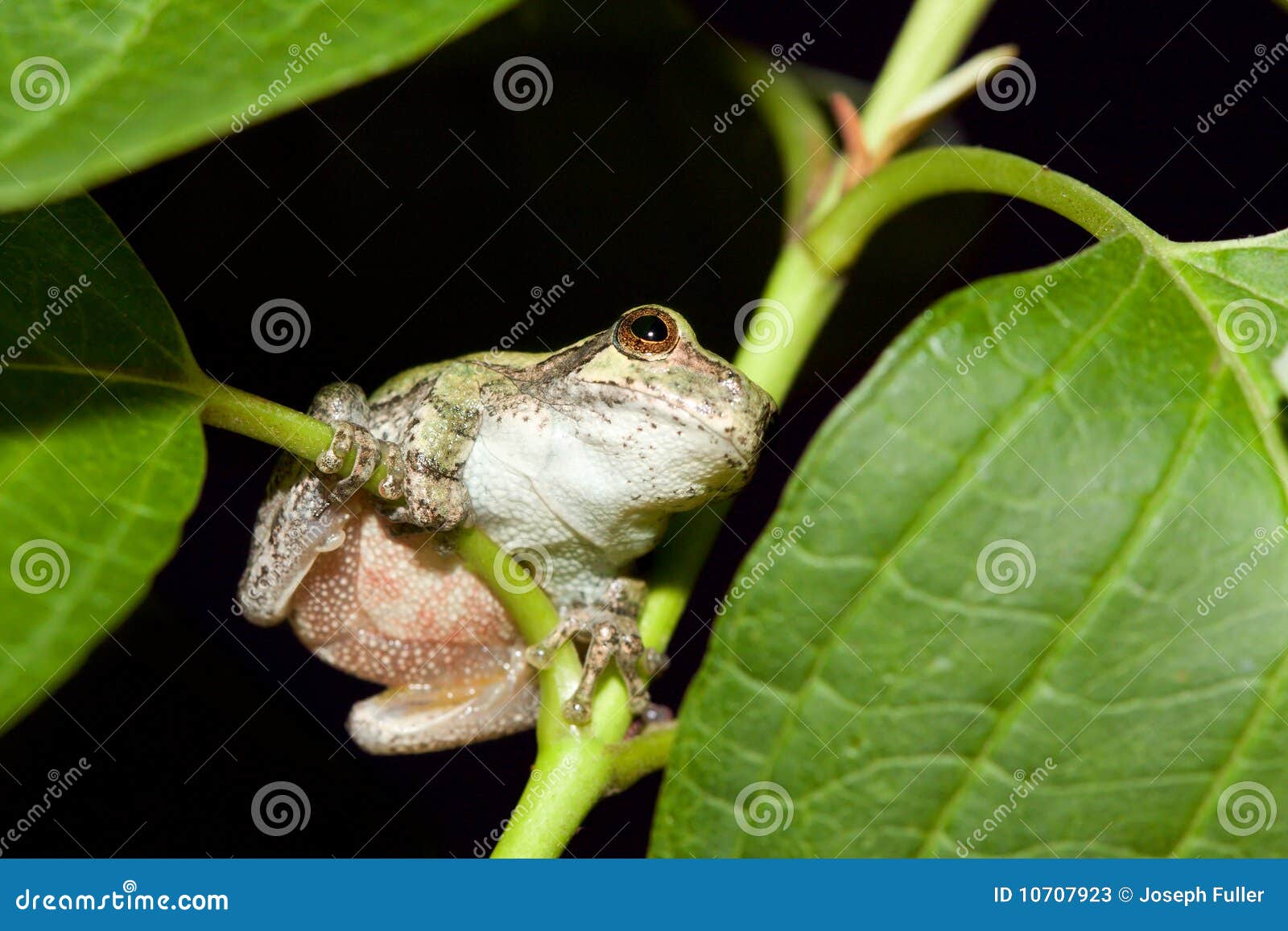 Cope s Gray Tree frog stock image. Image of chrysoscelis - 10707923