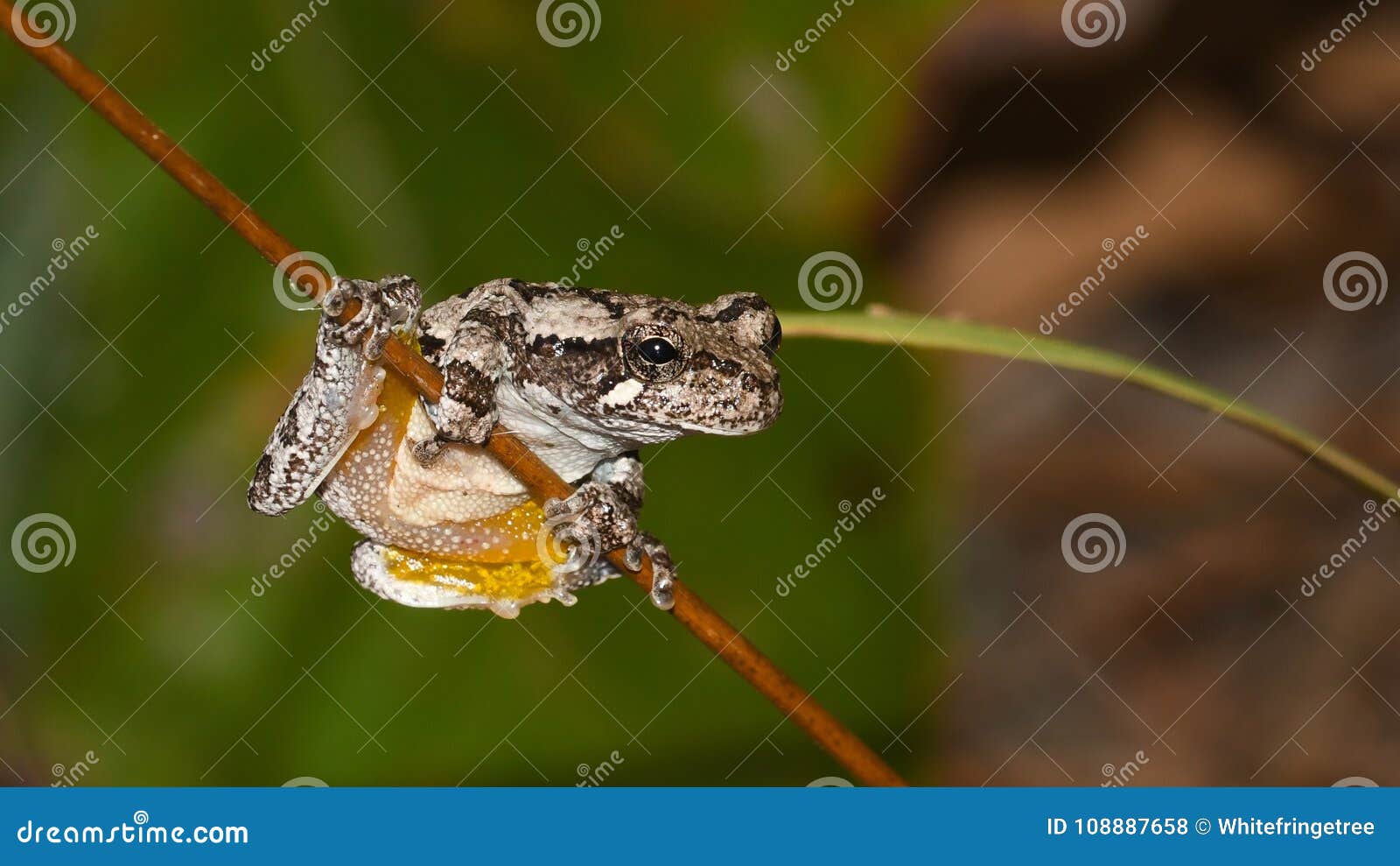 Frog hangin` on stock photo. Image of coastal, tree - 108887658