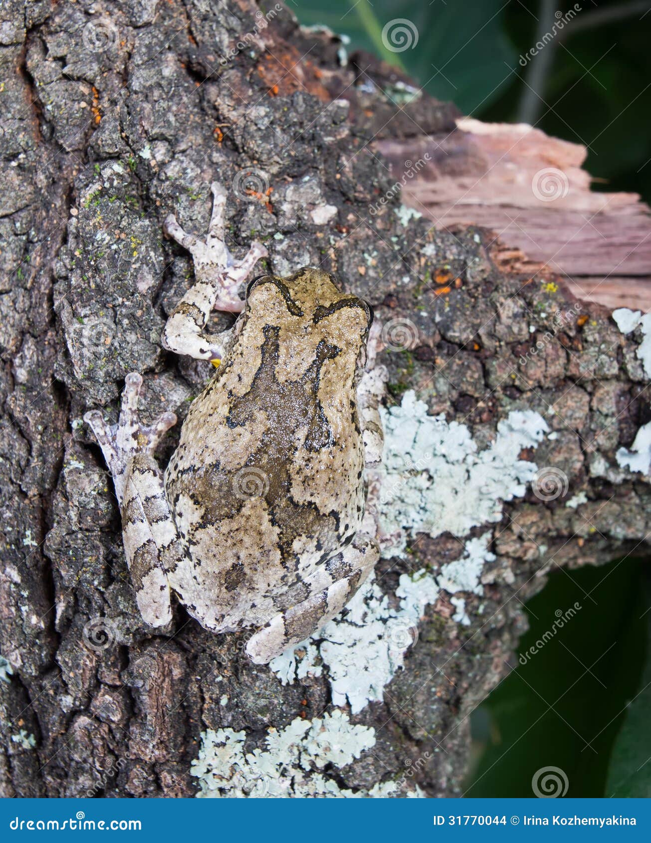 Cope S Gray Tree Frog Hyla Chrysoscelis, Versicoloron Stock Photo ...