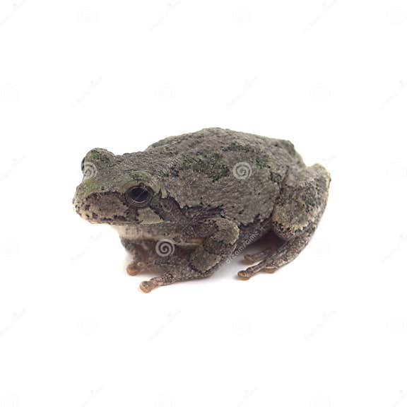 Cope s Grey Tree Frog stock image. Image of nature, endangered - 15935251