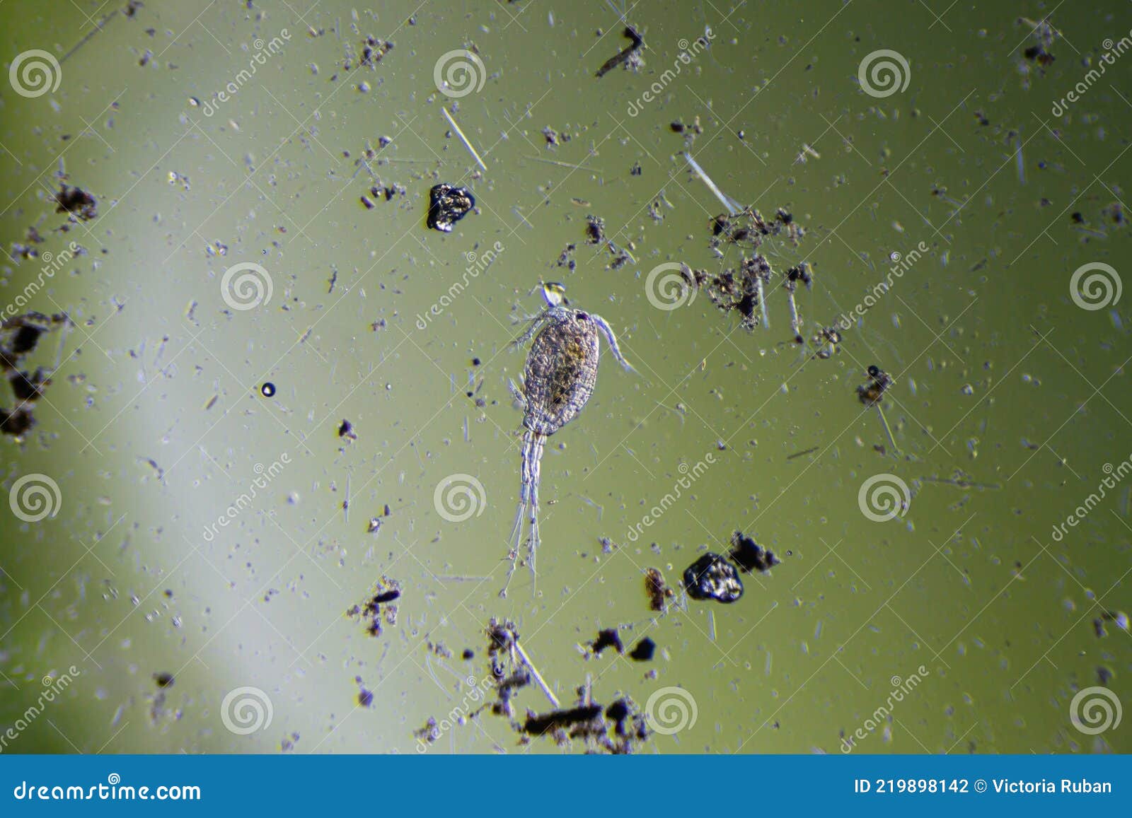 Copepod Cyclops is Small Crustacean Stock Photo - Image of crustacea ...