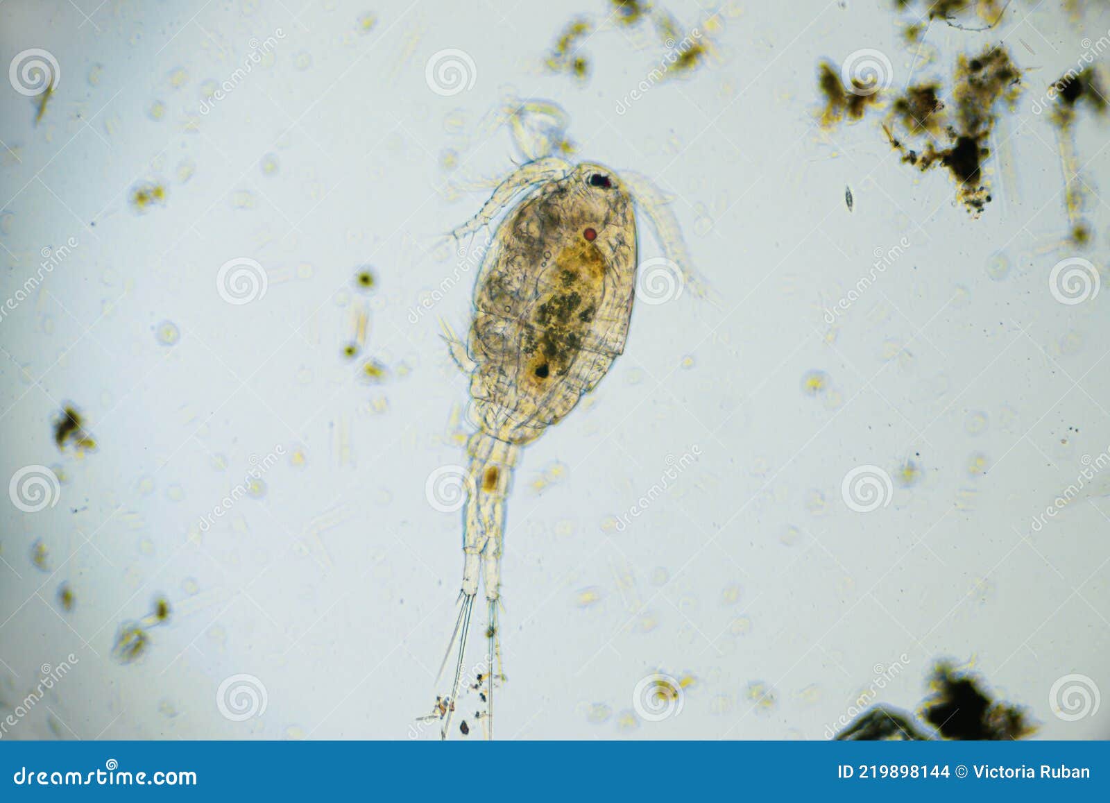 Freshwater Copepod (Cyclops) Royalty-Free Stock Photography ...