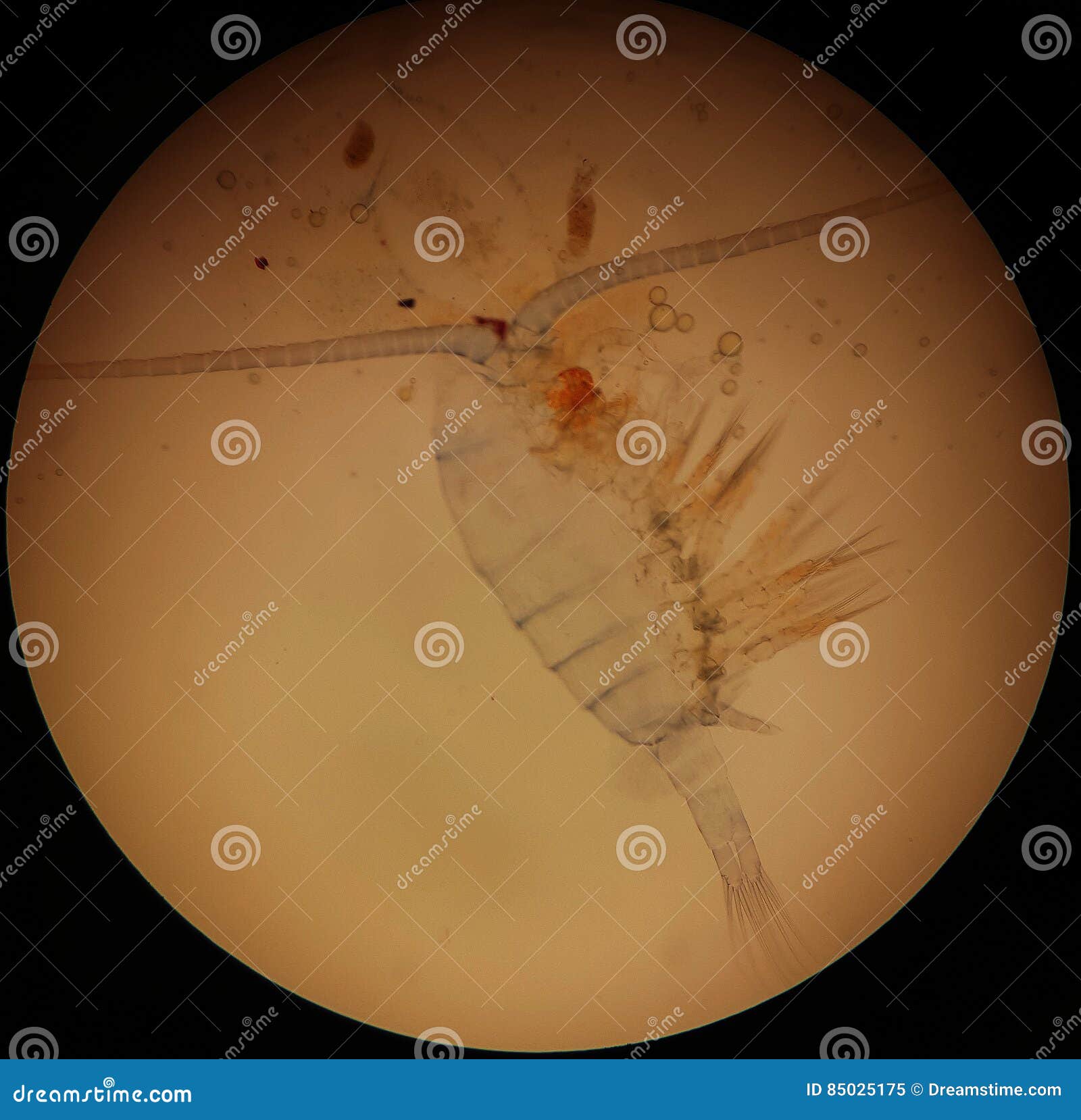 A Copepod Under A Microscope Royalty-Free Stock Photo | CartoonDealer ...