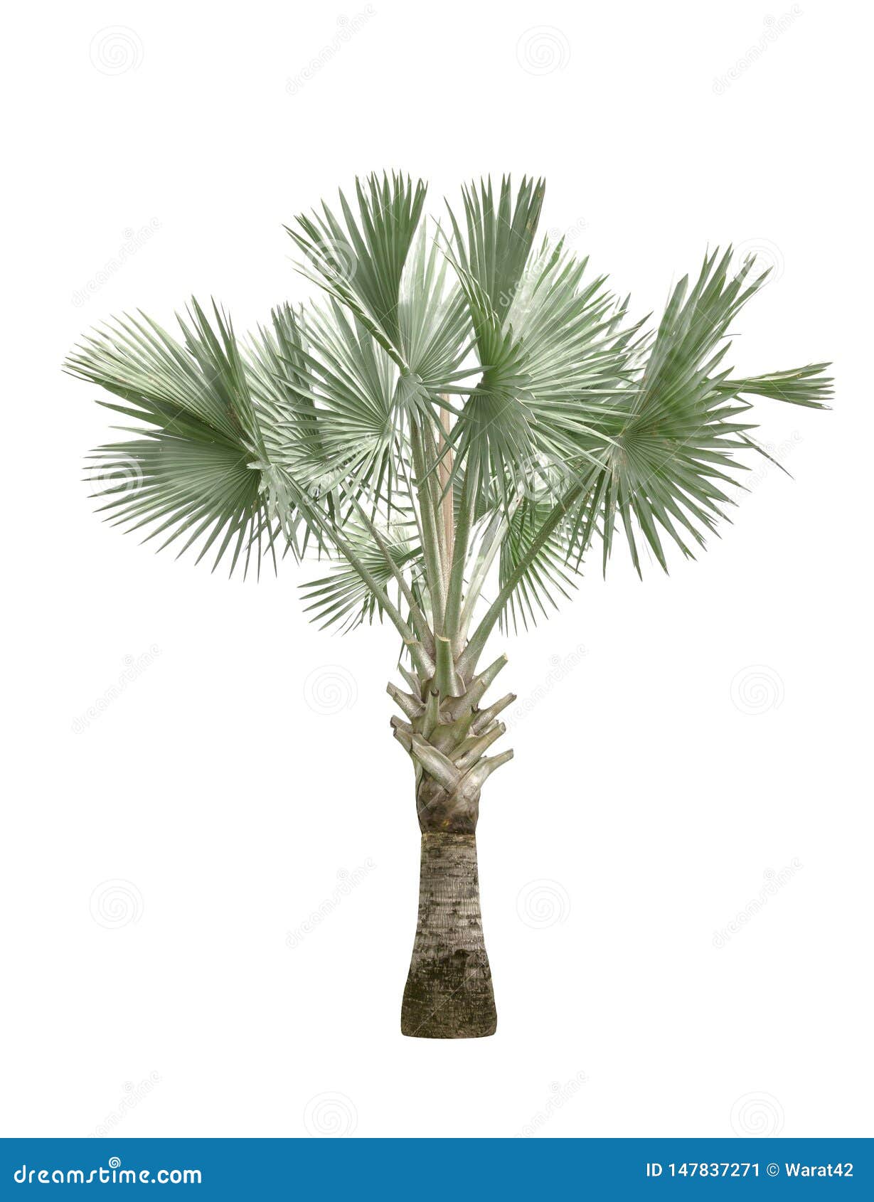 Copernicia Hospita Palm Tree Isolated on White Background Stock Image ... Copernicia Hospita Palm Tree Isolated on White Background Stock Image ...