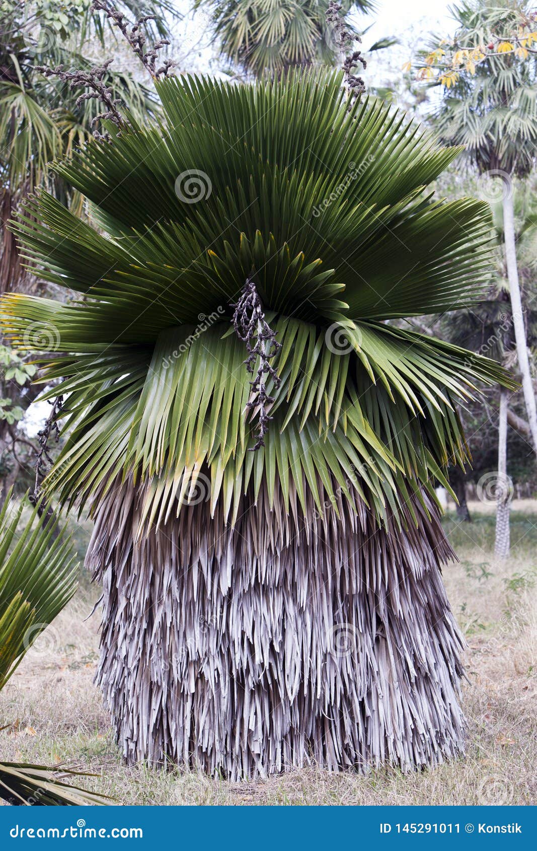 Copernicia Macroglossa is an Endemic Palm To Cuba Stock Image - Image ...
