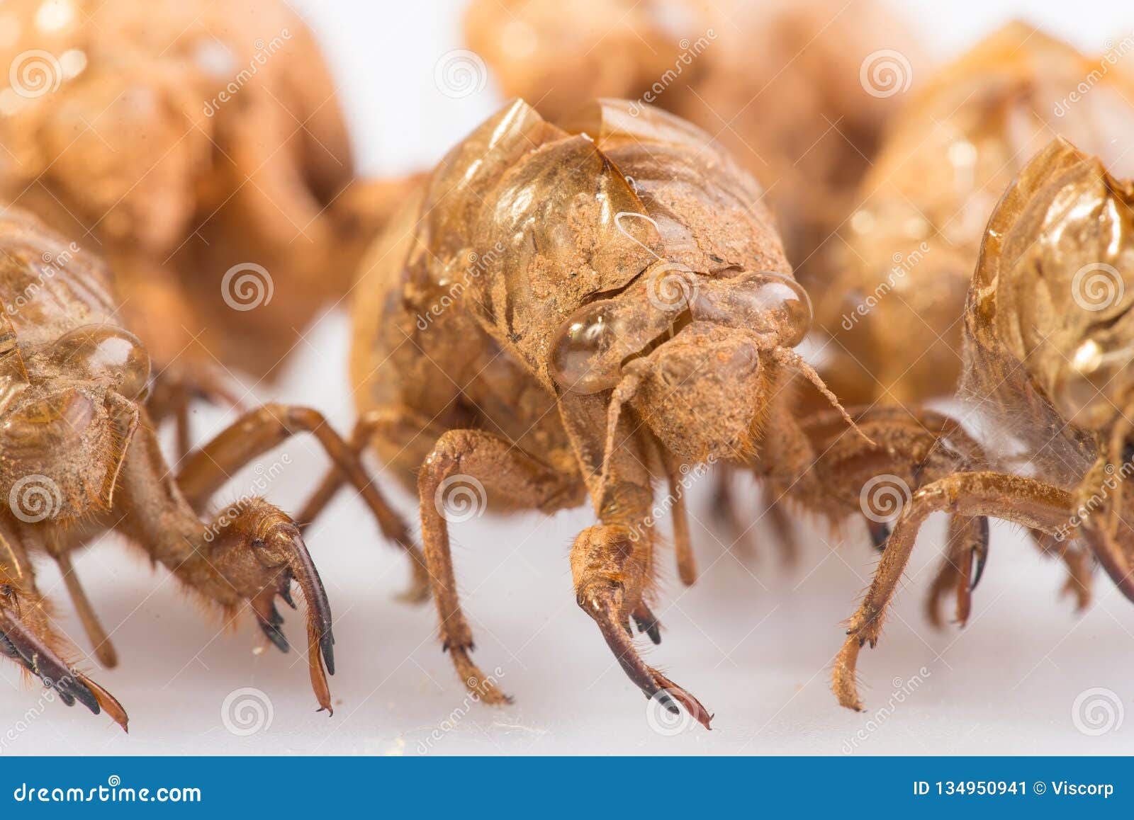 Coperture Della Crisalide Della Cicala Immagine Stock - Immagine di ...