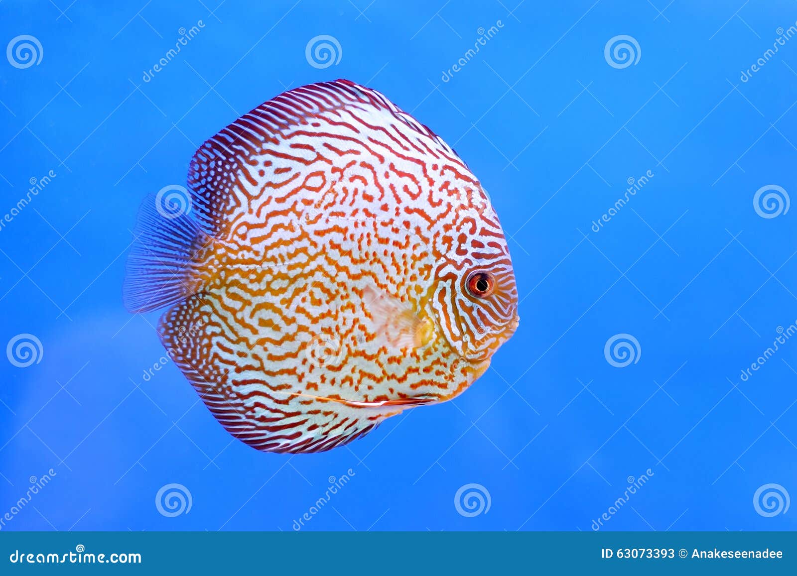 Copete 2558 imagen de archivo. Imagen de cubo, fondo - 63073393