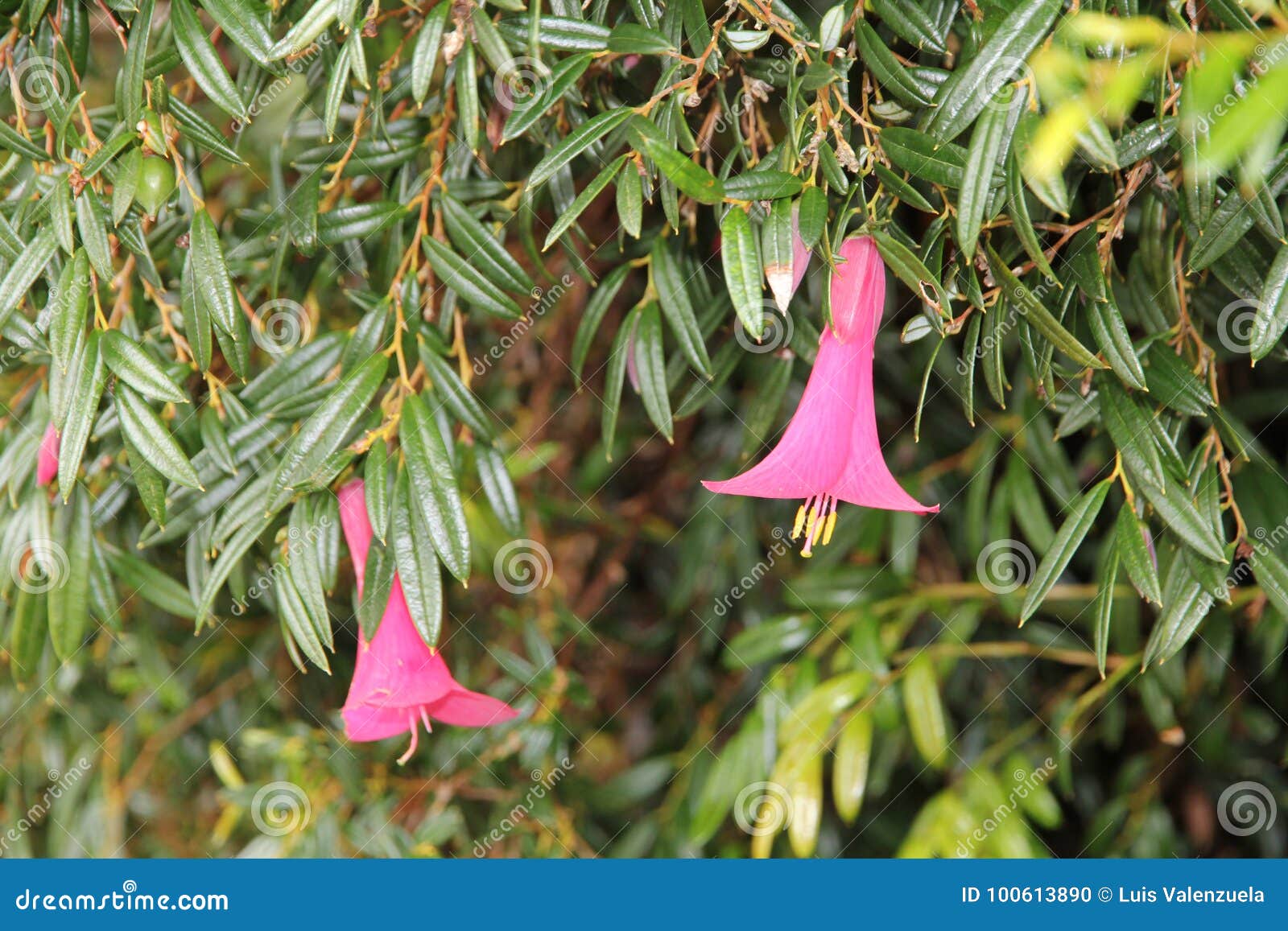 Copihue stock photo. Image of flower, patagonia, copihue - 100613890