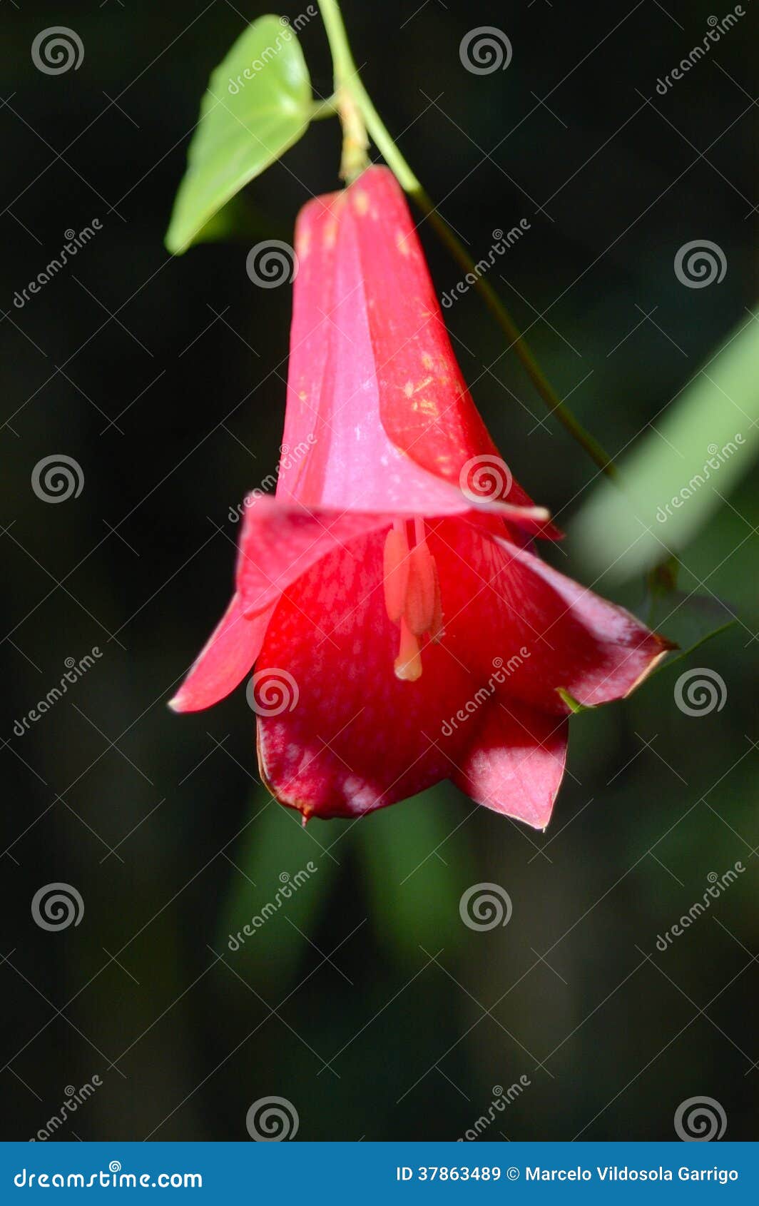 Copihue blomma fotografering för bildbyråer. Bild av ranka - 37863489