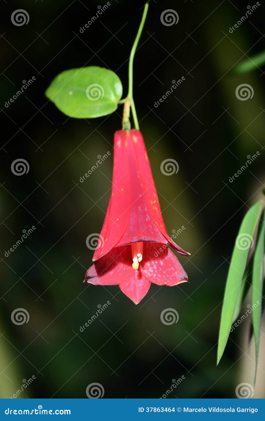 Copihue flower stock photo. Image of detail, america - 37863464