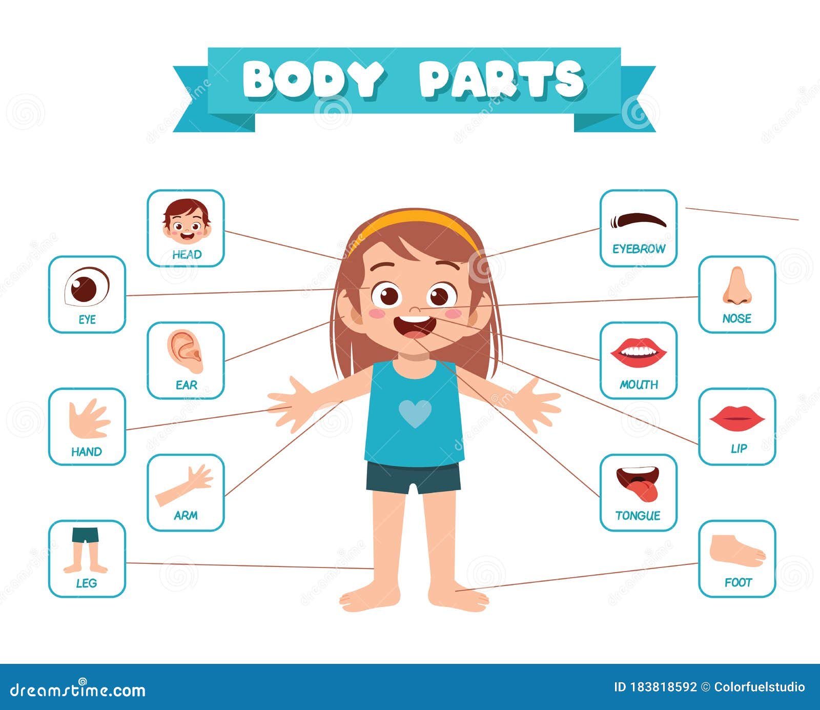 Copil Fericit Copil Fată Corp Parte Anatomie Stock Vector - Ilustrare ...