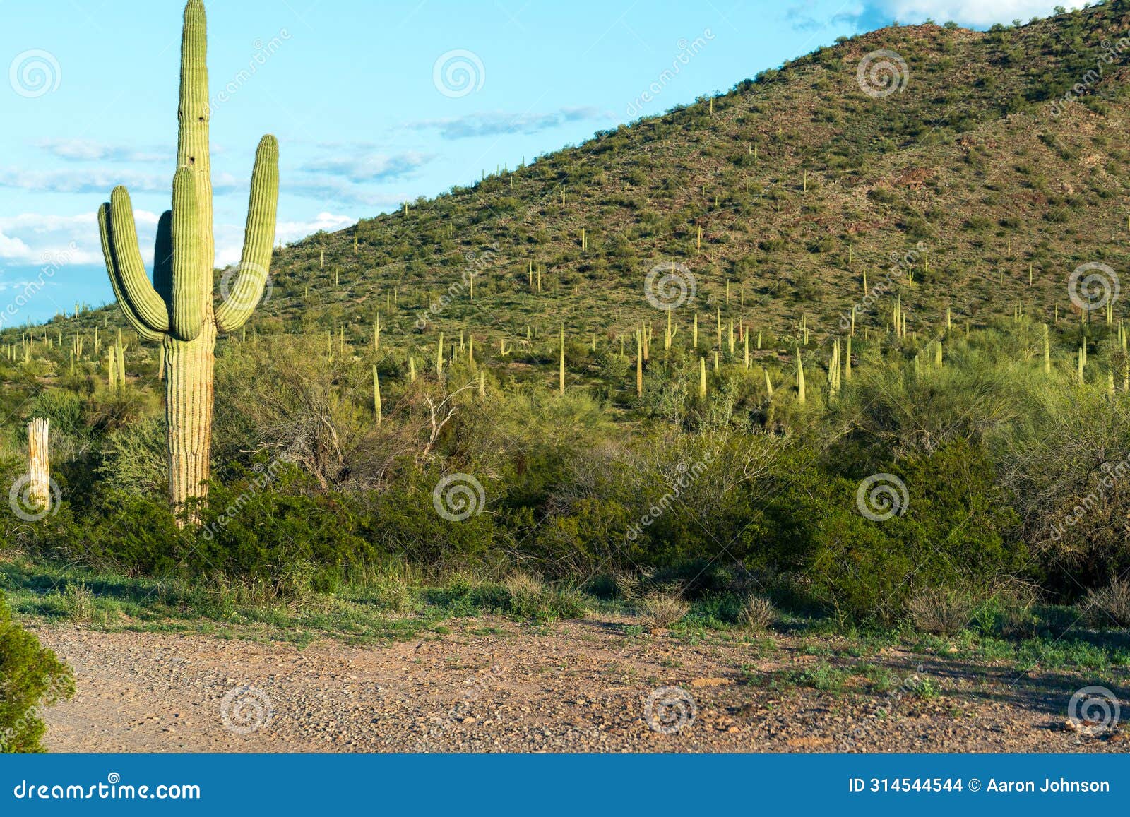 Copius Cacti Dotting the Ladscape Stock Photo - Image of mountains ...