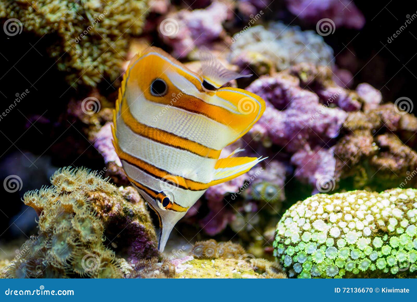 Copper band butterfly fish stock photo. Image of aquarium - 72136670