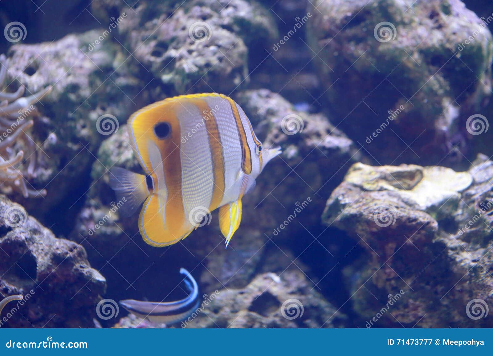 Copper Banded Butterfly Fish. Stock Image - Image of wildlife, water ...