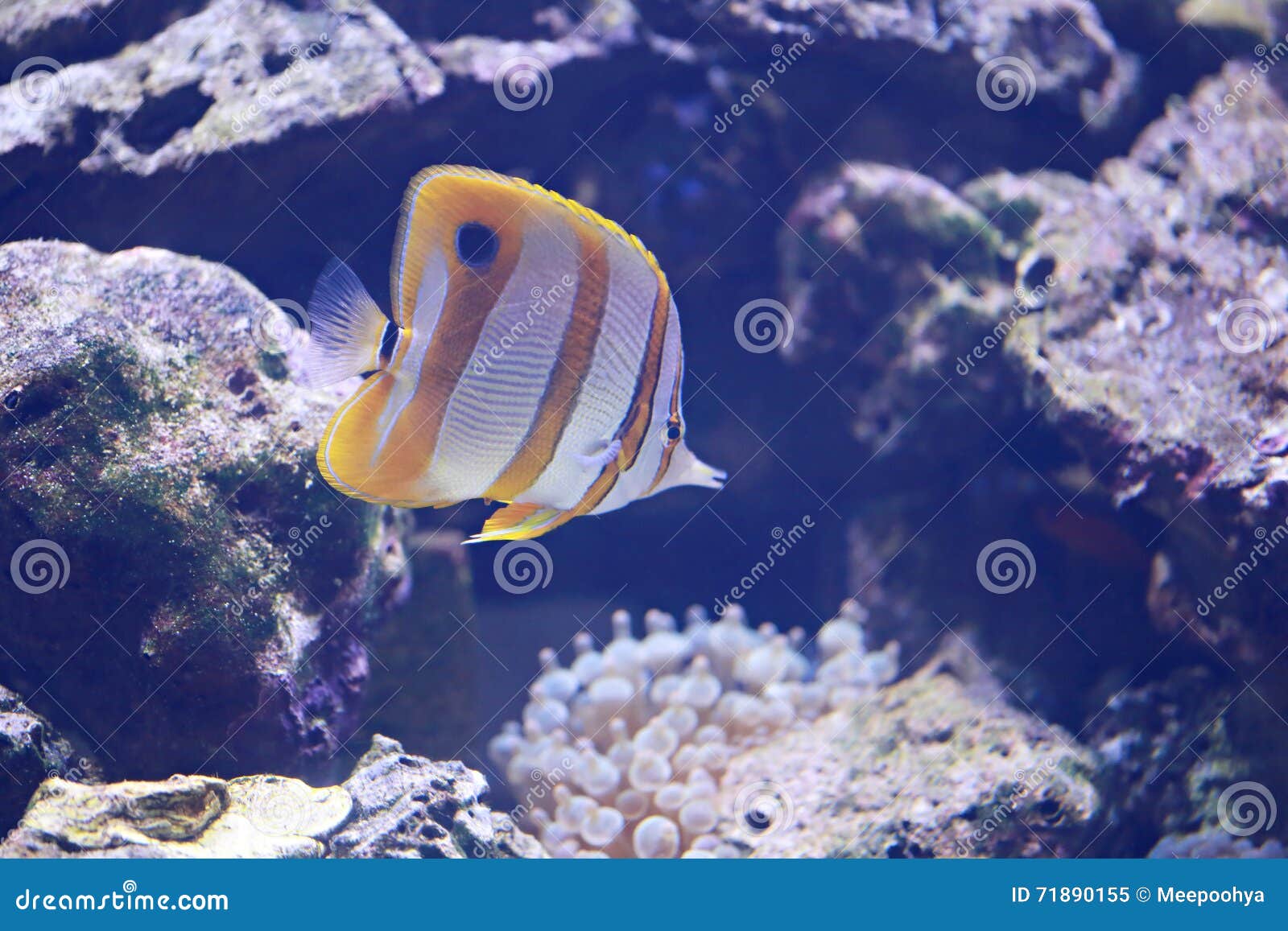 Copper Banded Butterfly Fish. Stock Image - Image of animal, tropical ...