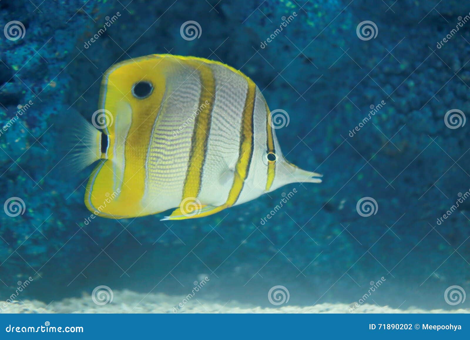 Copper Banded Butterfly Fish. Stock Photo - Image of aquarium, animal ...