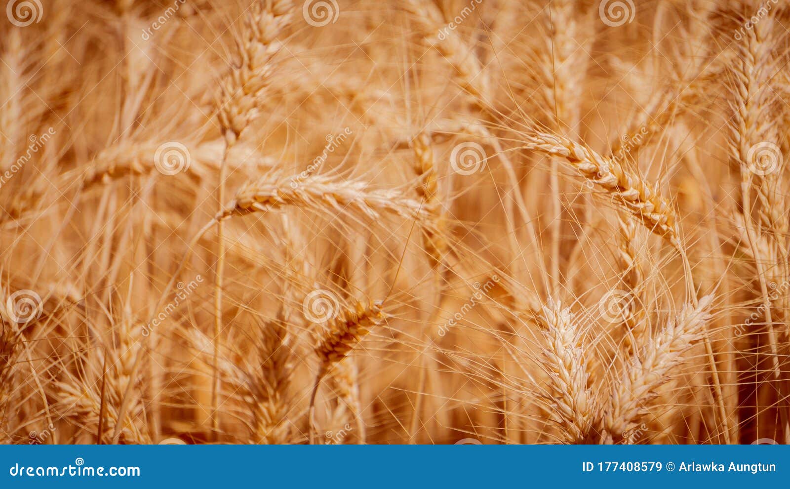 Copper Barley in the Fields of Beautiful Stock Image - Image of country ...